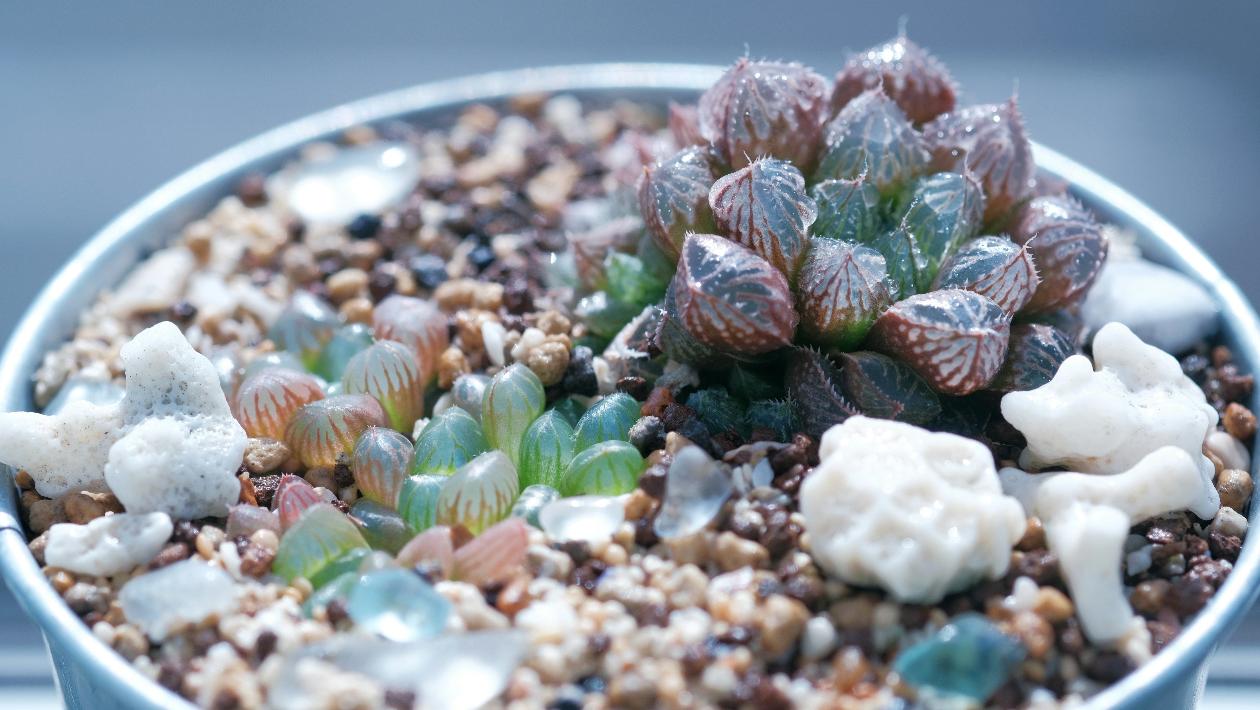 Close-up of a vibrant arrangement of succulents nestled in gravel, highlighting the intricate details of their textures and colors.