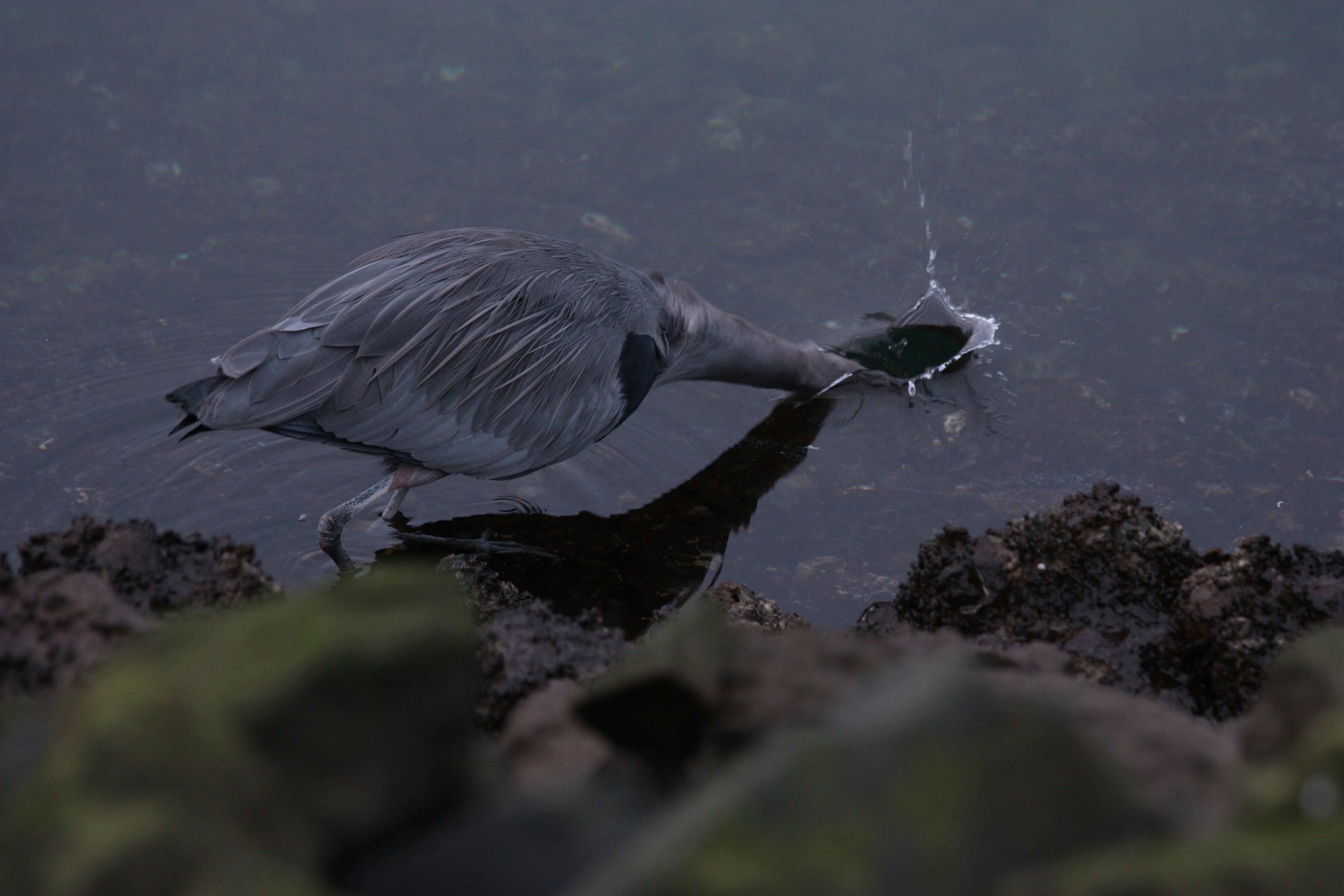 Grey Heron at Dusk: Silent Probe of a Quiet Tide Pool