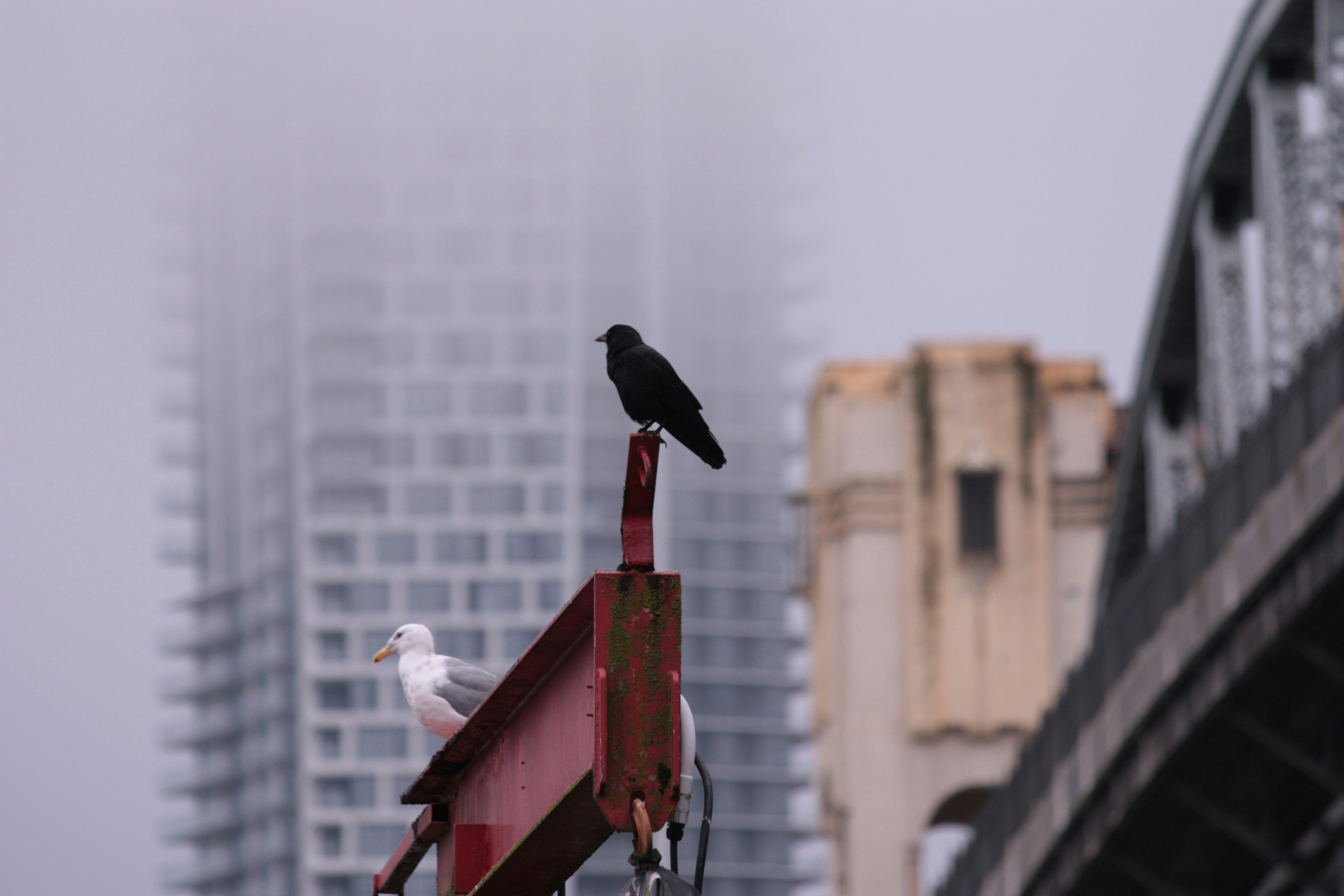 A black bird and a white seagull perched on a red structure, with a foggy cityscape backdrop. The scene captures the interplay of urban life and nature.