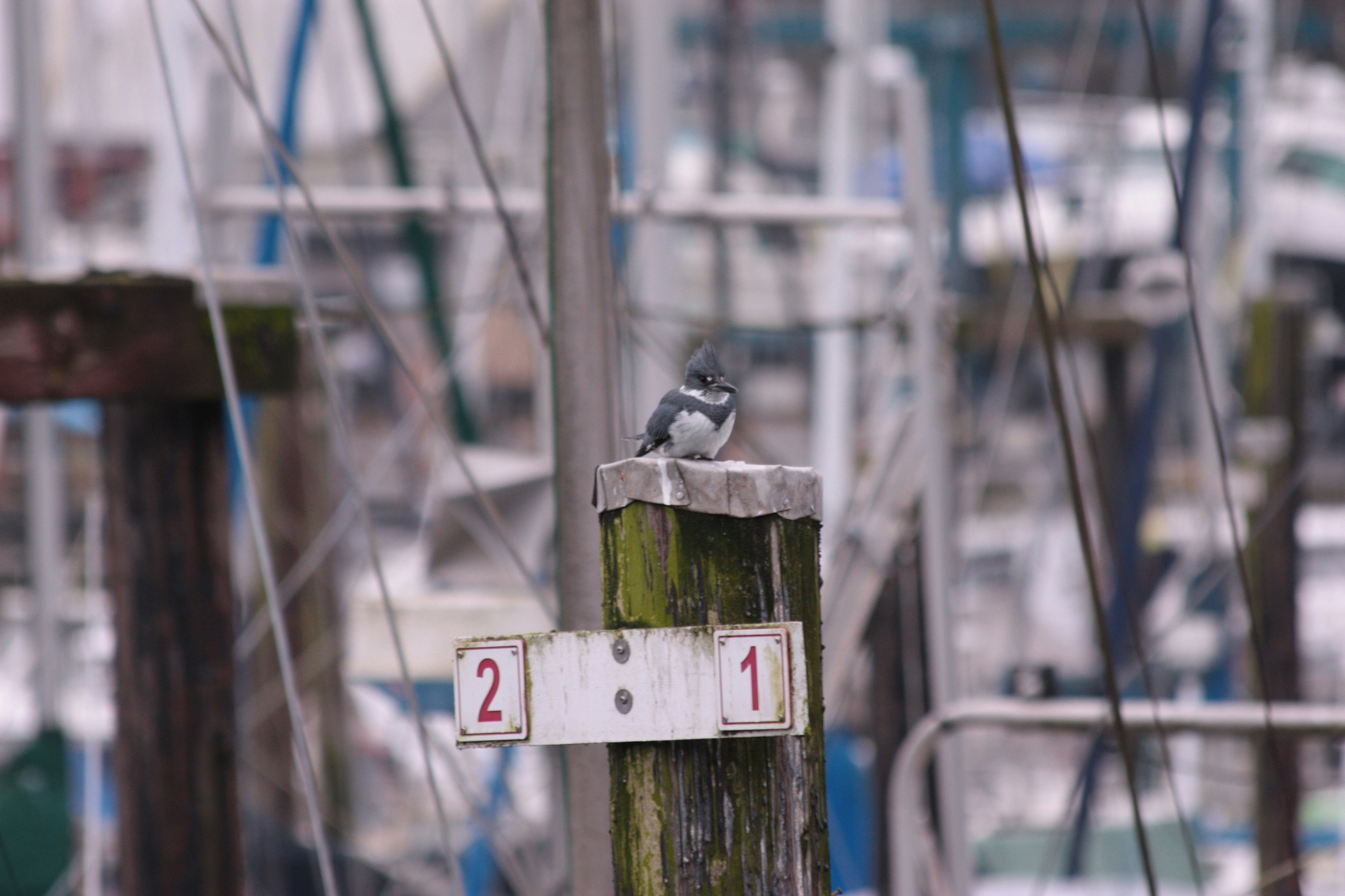 Lone perched bird on a weathered dock post amid a quiet marina