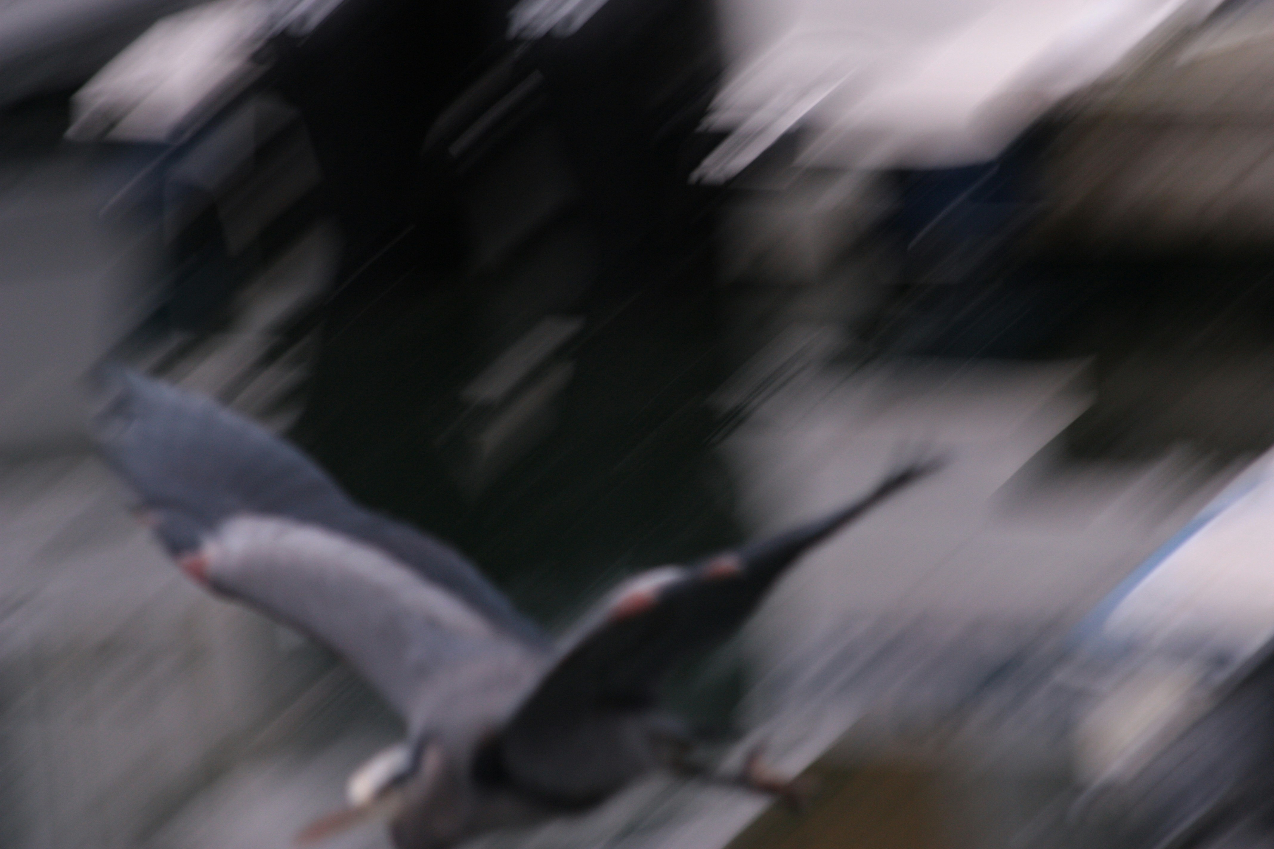 Blurred Flight over a Misty Harbor