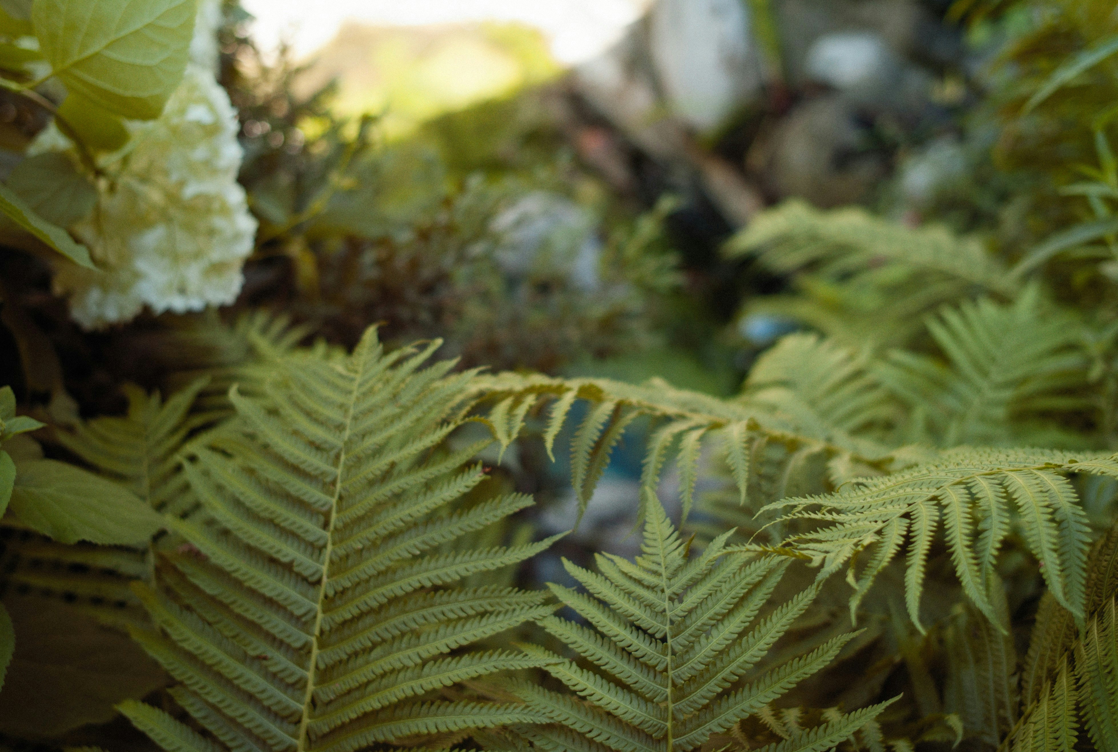 Fern Fronds Framing Light in a Quiet Garden Nook