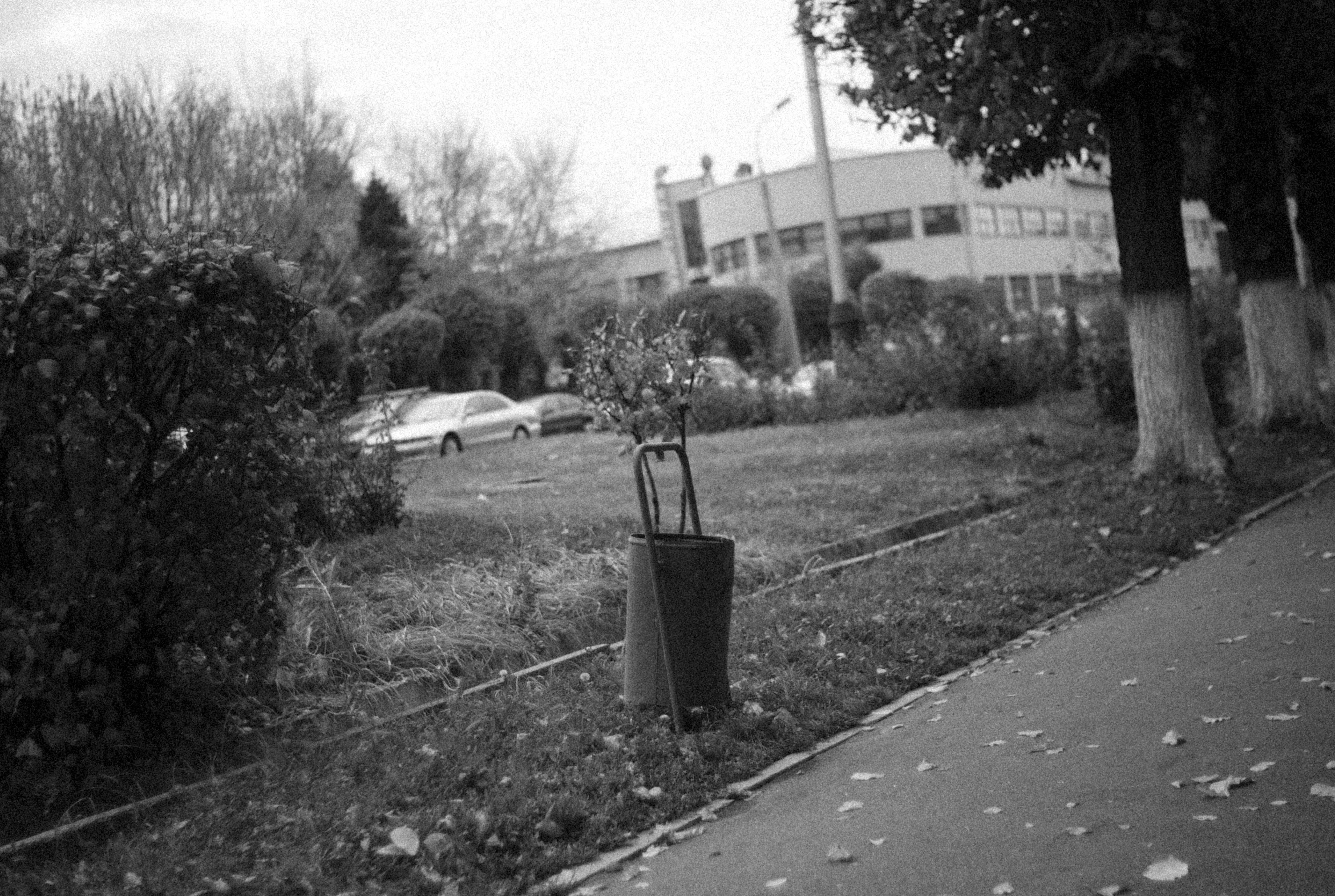 Sidewalk Sentinel: A solitary potted sapling amid urban stillness