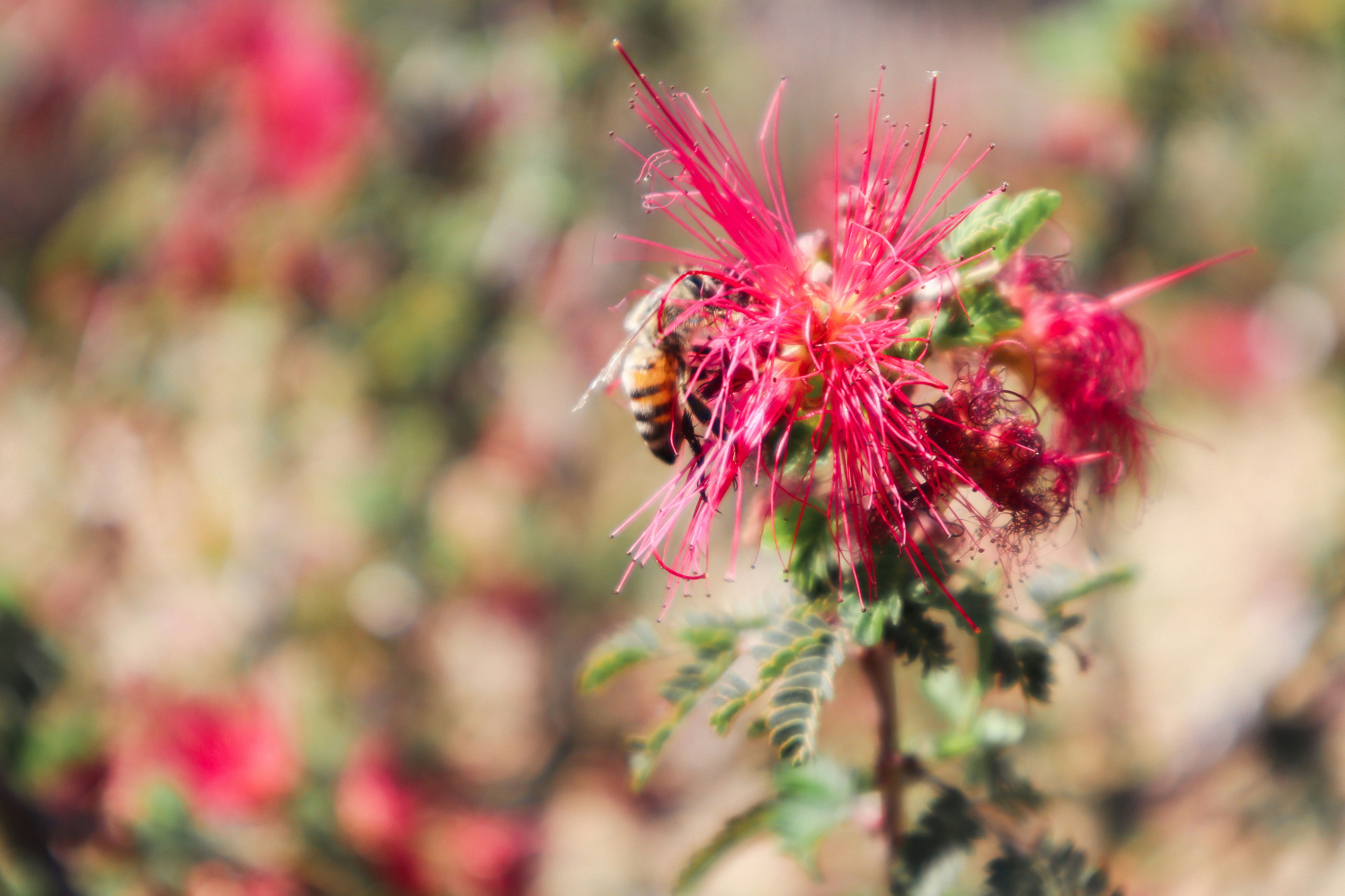 Bee at the Heart of a Magenta Bottlebrush Bloom
