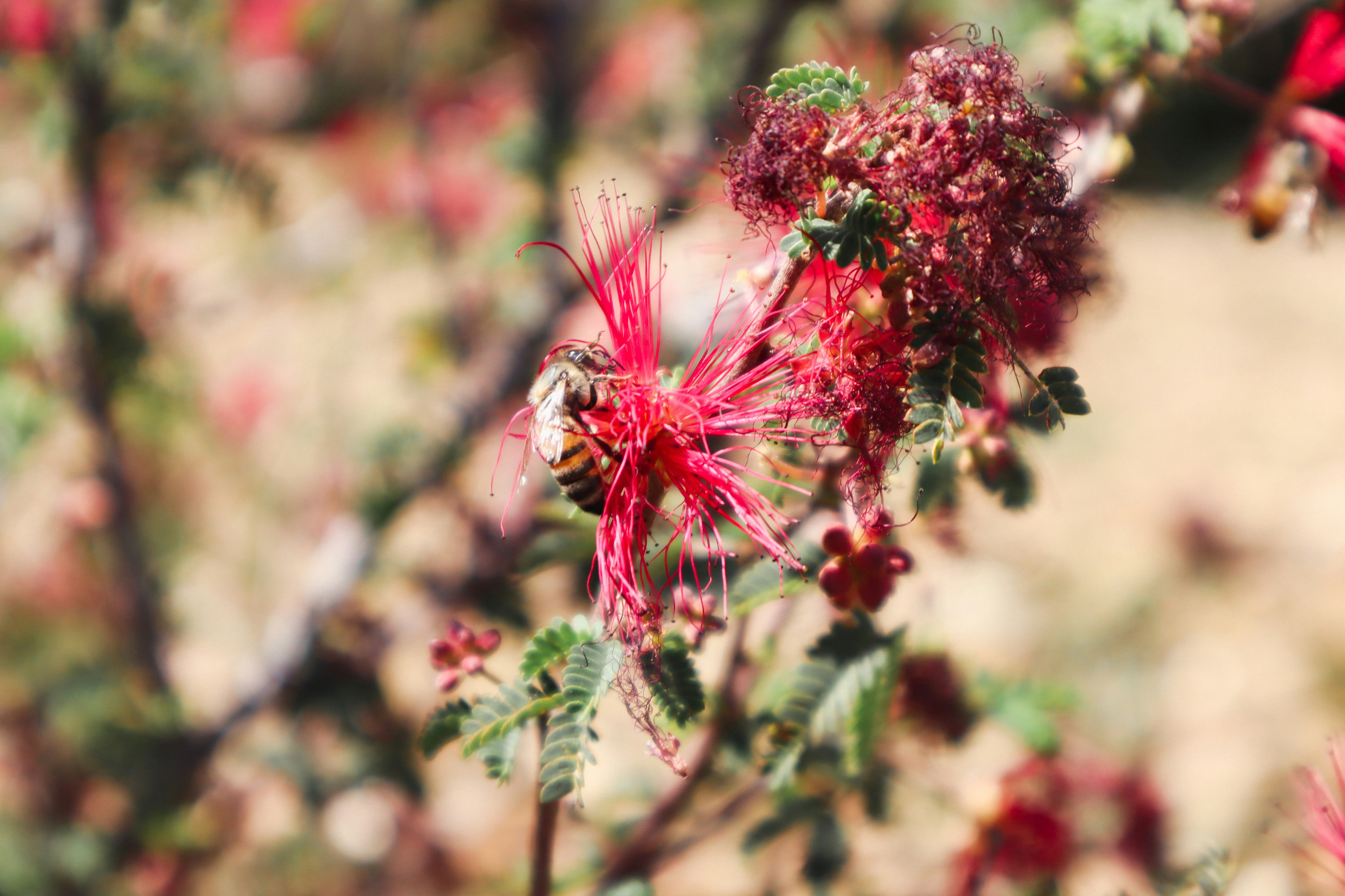 a close up of a flower with a blurry background
