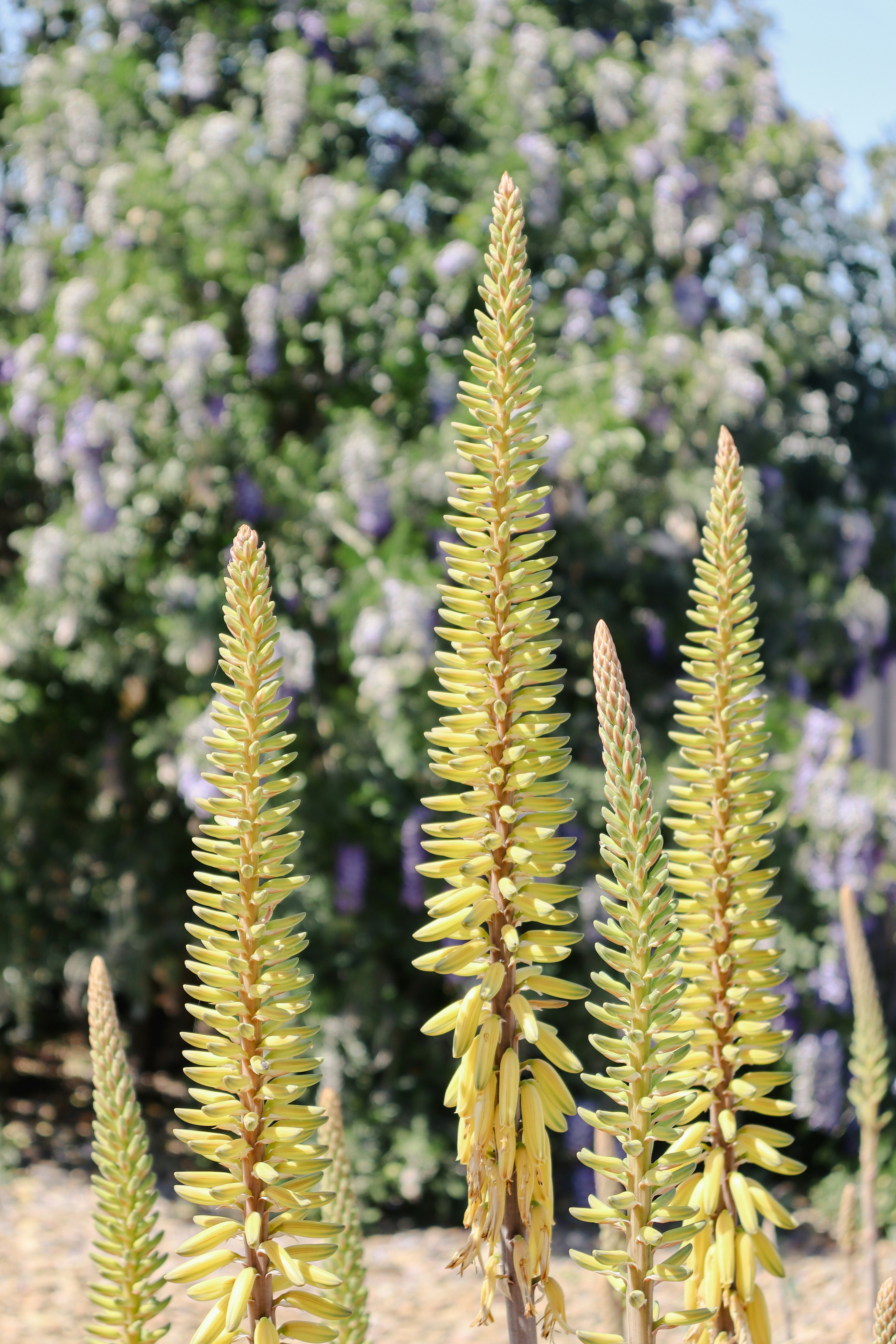 Tall yellow flowers reaching for the sky, set against a backdrop of softly blurred purple blooms. 