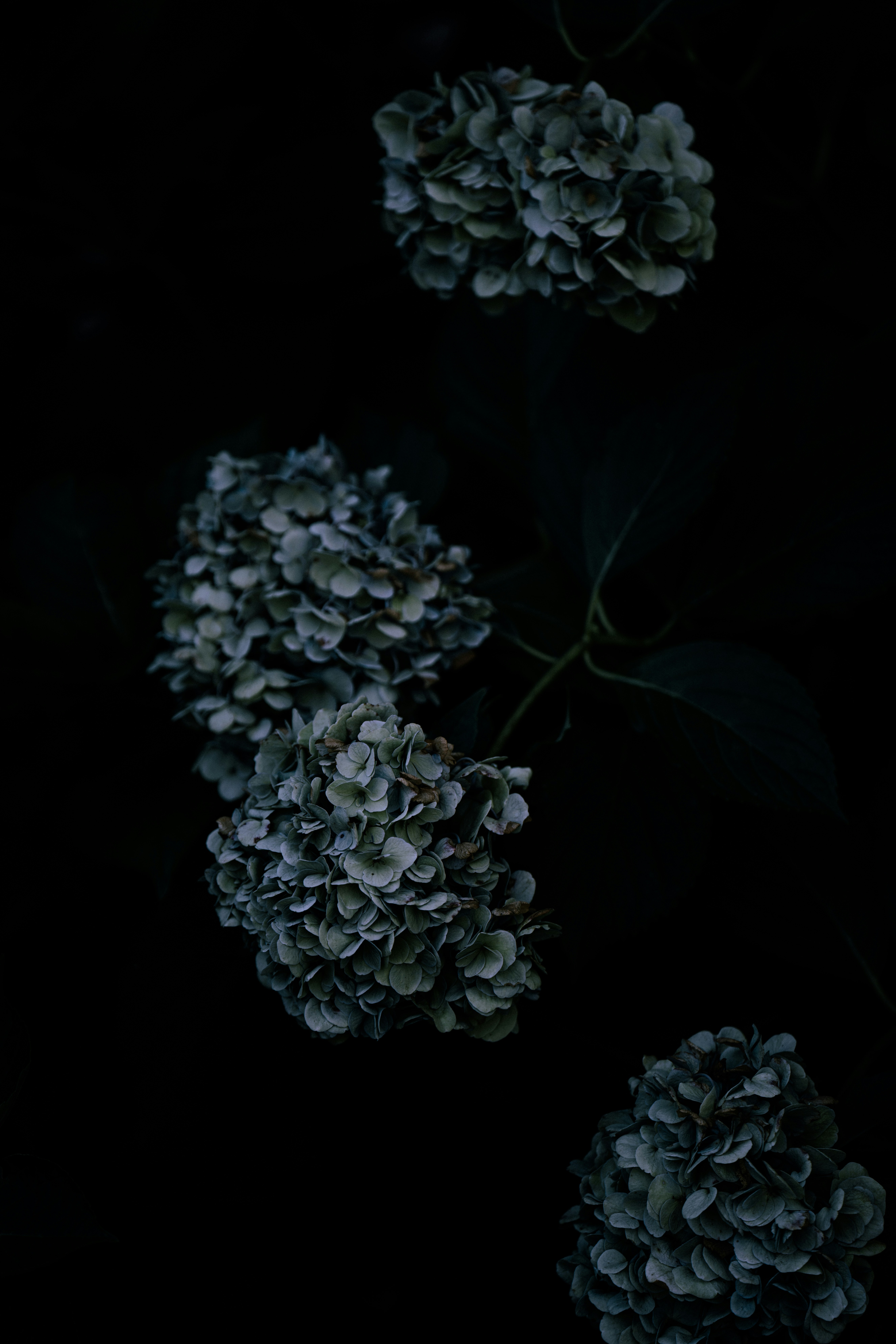 a group of blue flowers on a black background