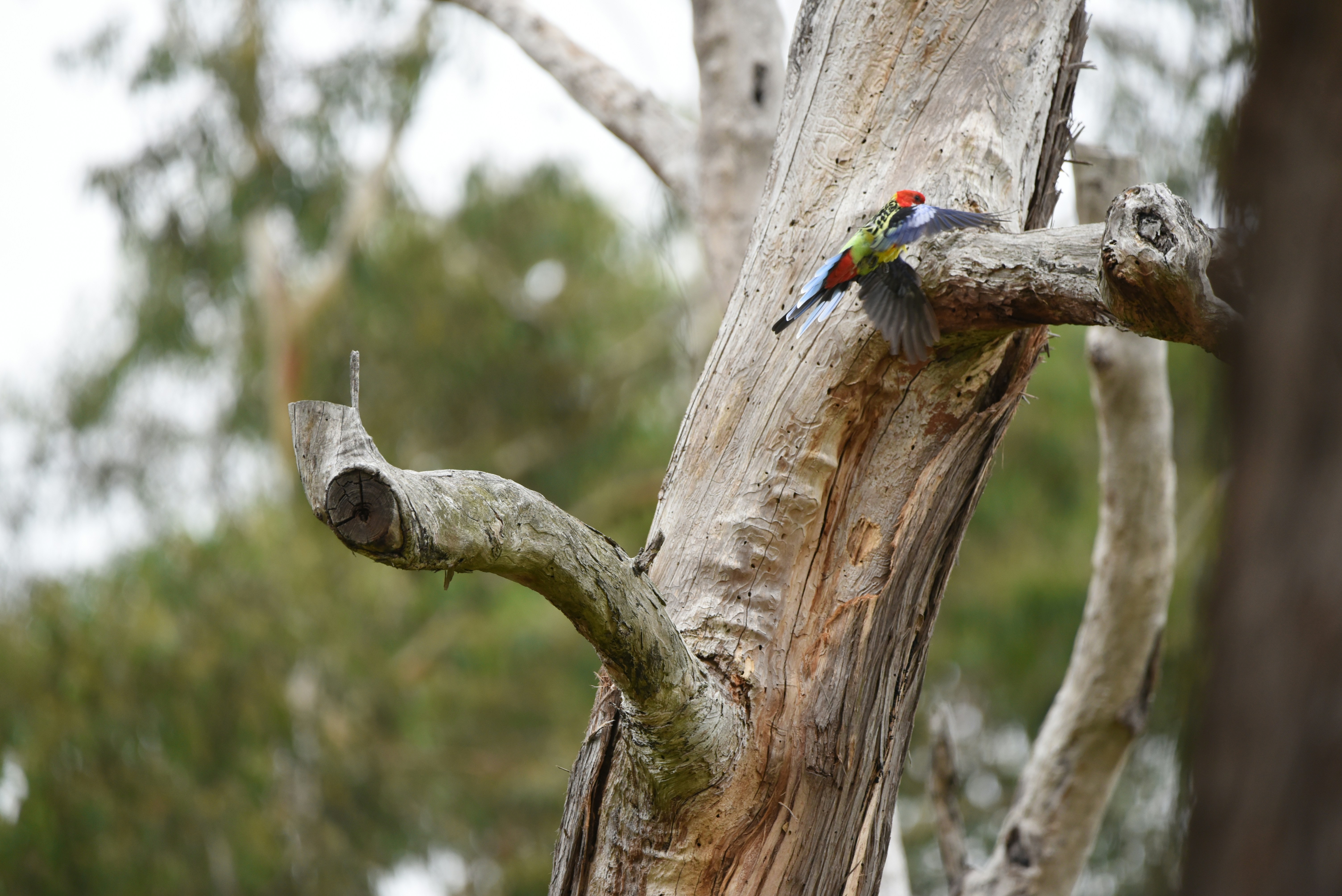 A colorful bird perched on a tree branch photo – Free Beaconsfield vic ...