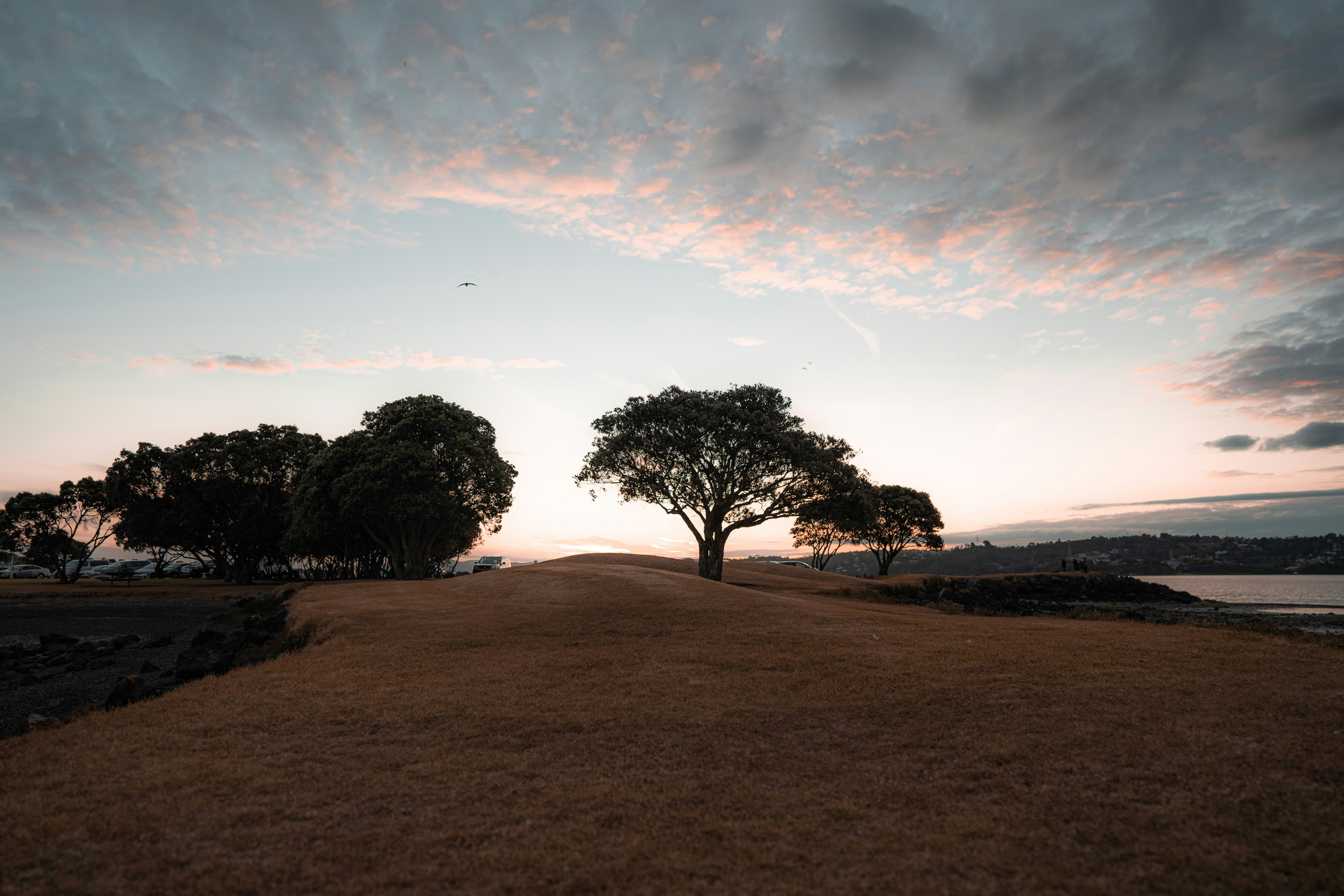 Silhouetted tree on a grassy hill under a pastel sky at sunset.