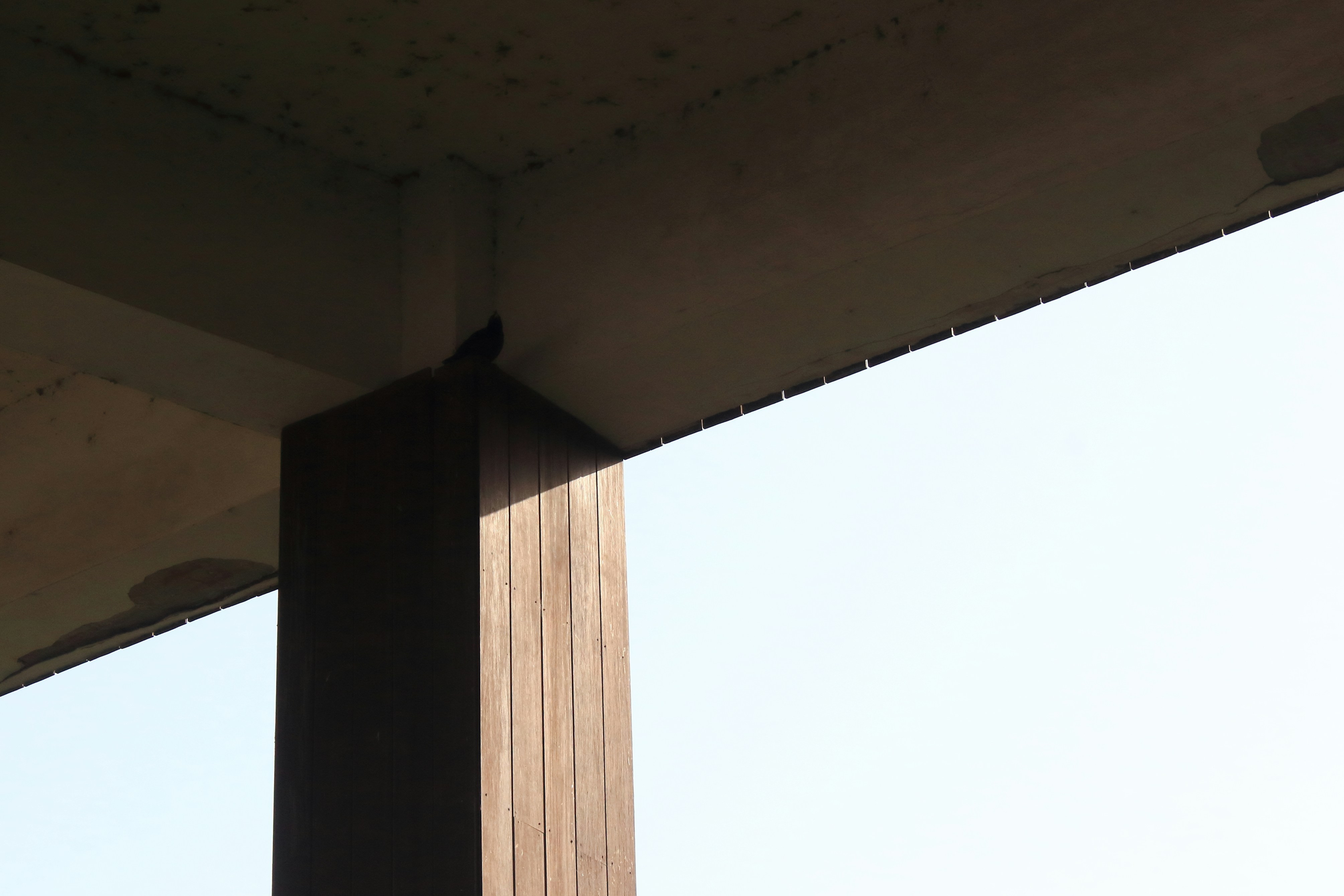 A bird perched at the corner of a concrete and wooden structure, highlighting the contrast between natural and man-made elements.
