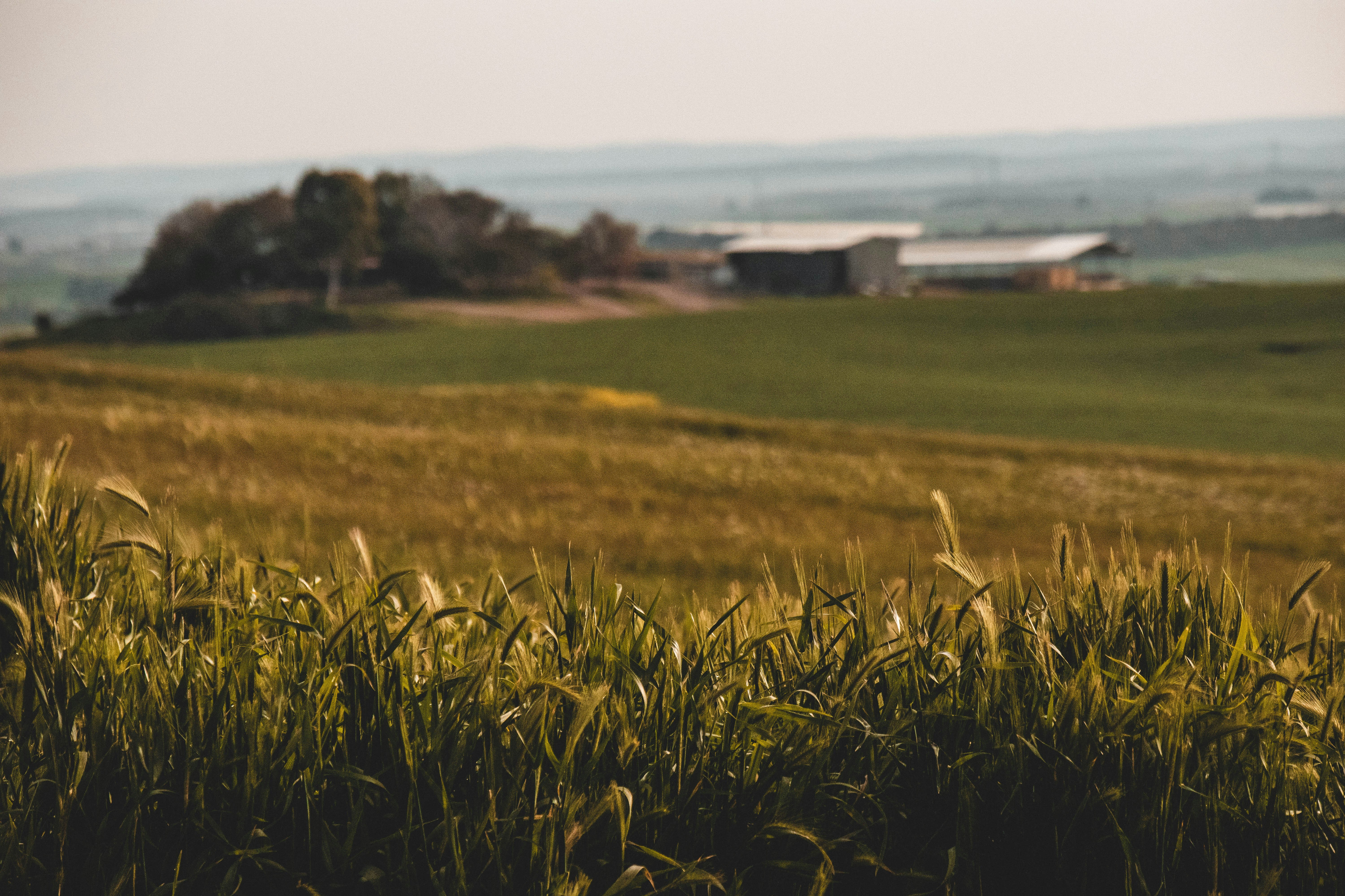 Foto Un campo de hierba con un granero en la distancia – Imagen Campo gratis en Unsplash