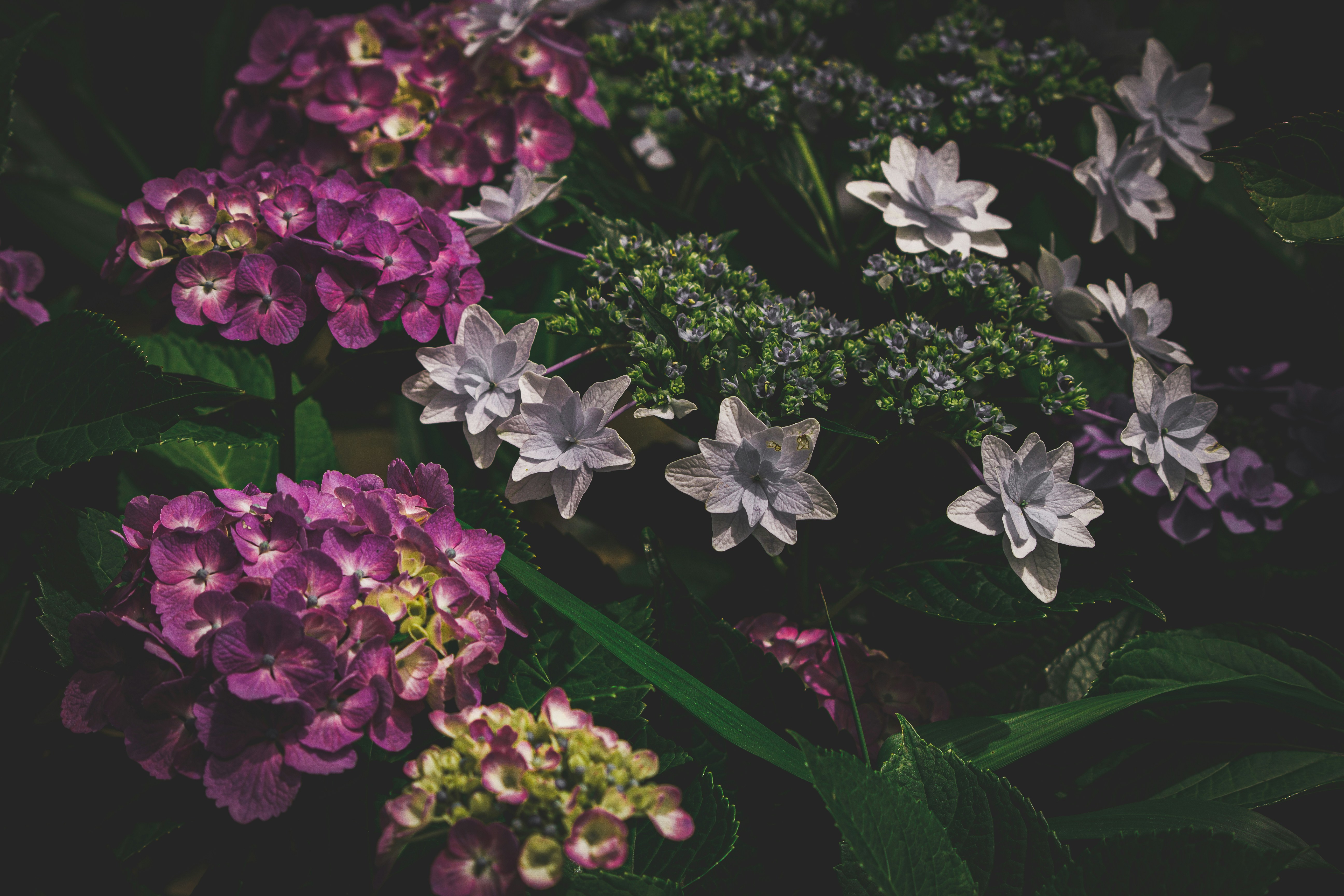 a bunch of flowers that are in the grass