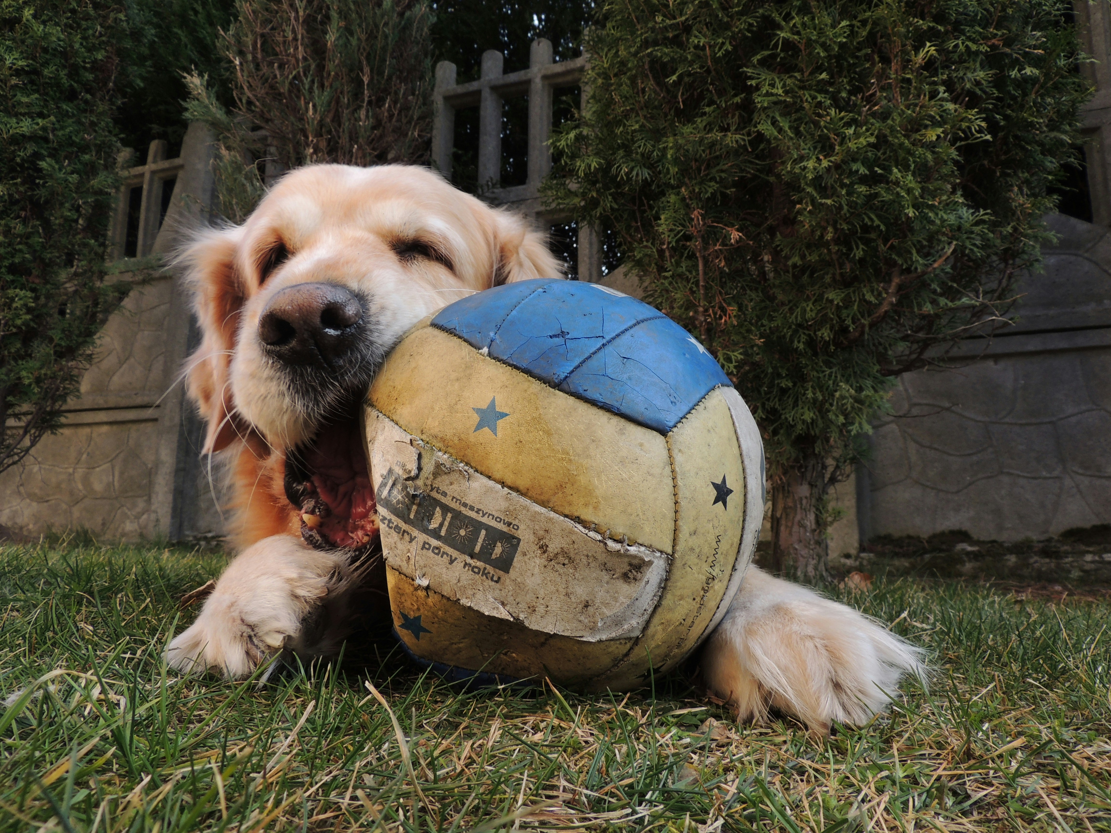 Golden Retriever joyfully chewing on a worn-out ball in a lush green yard, surrounded by hedges and a decorative fence.