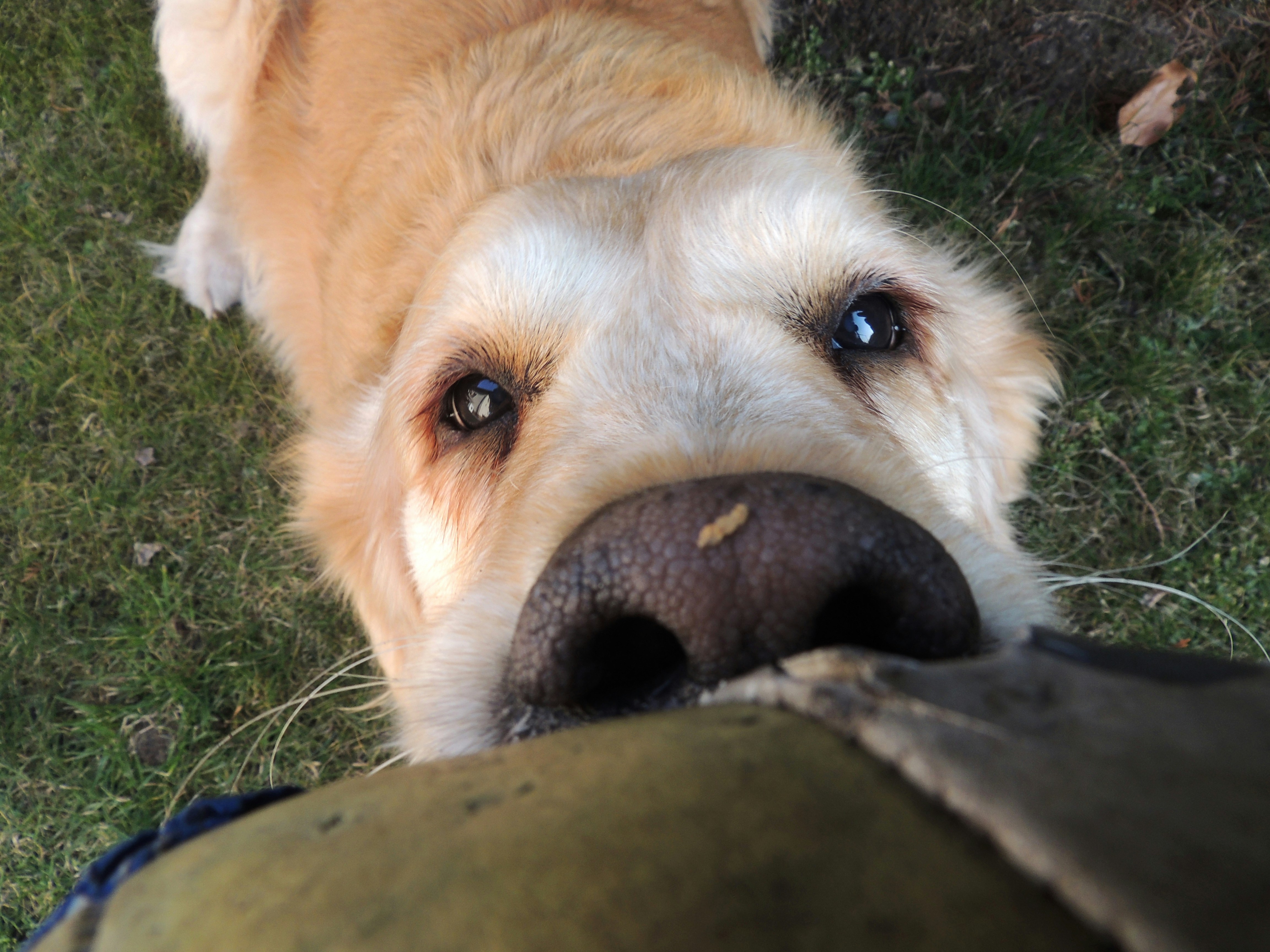 Up-close Nose-to-Film: A Friendly Snout Peering Into the Lens