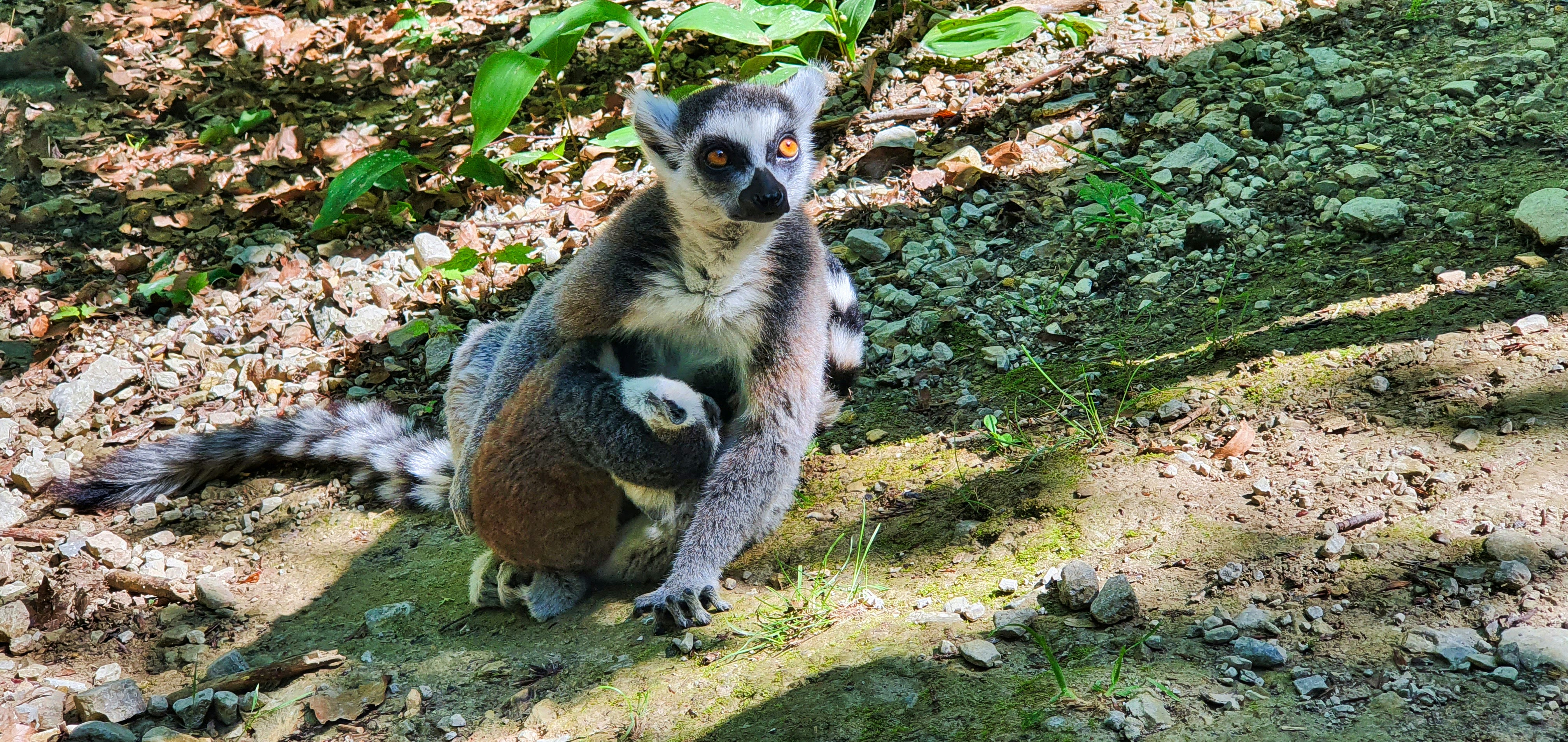 Curious Lemur Pauses by Mossy Stream Under Dappled Forest Light