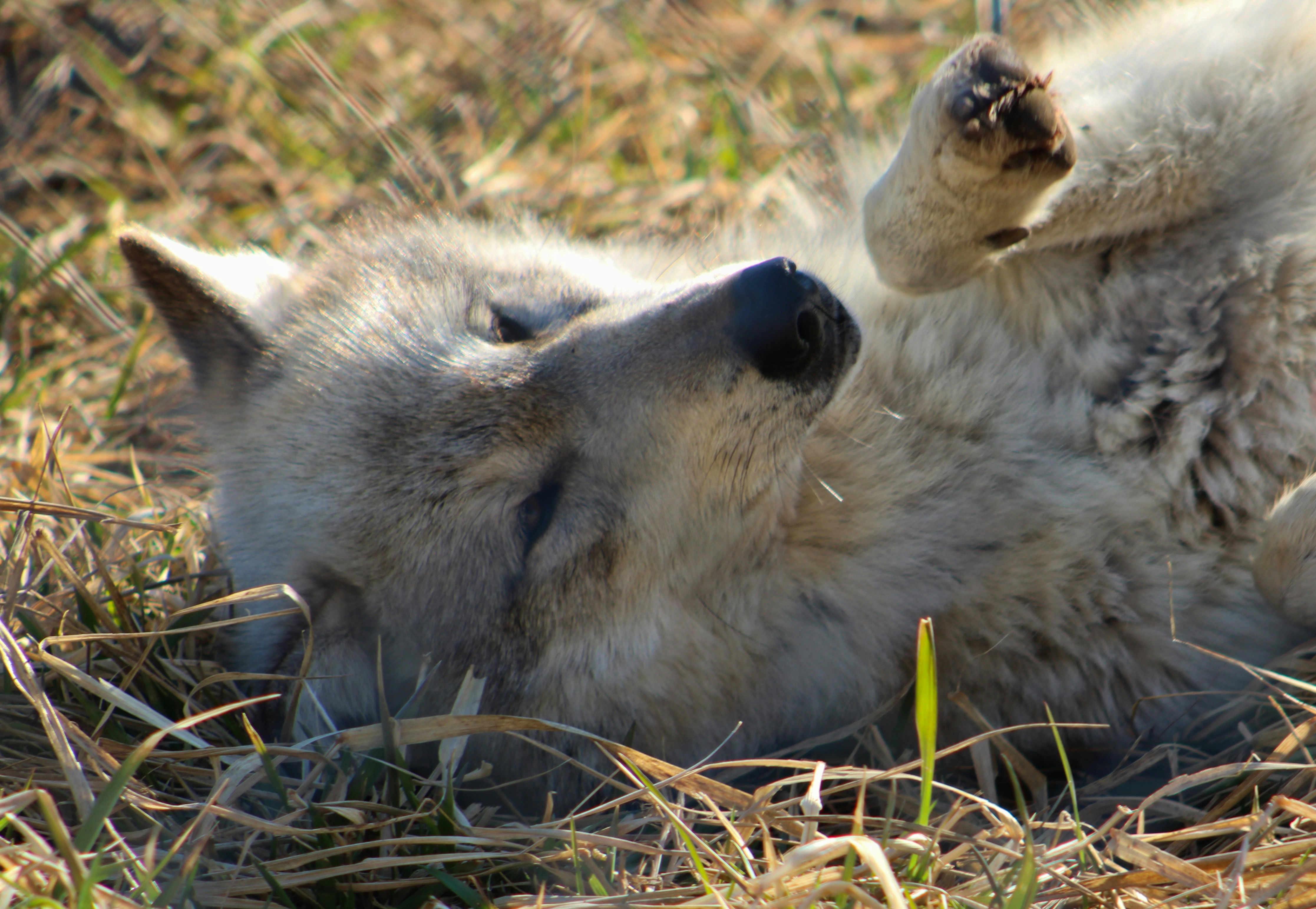 A baby wolf rolling around in the grass photo – Free Wolf park Image on ...