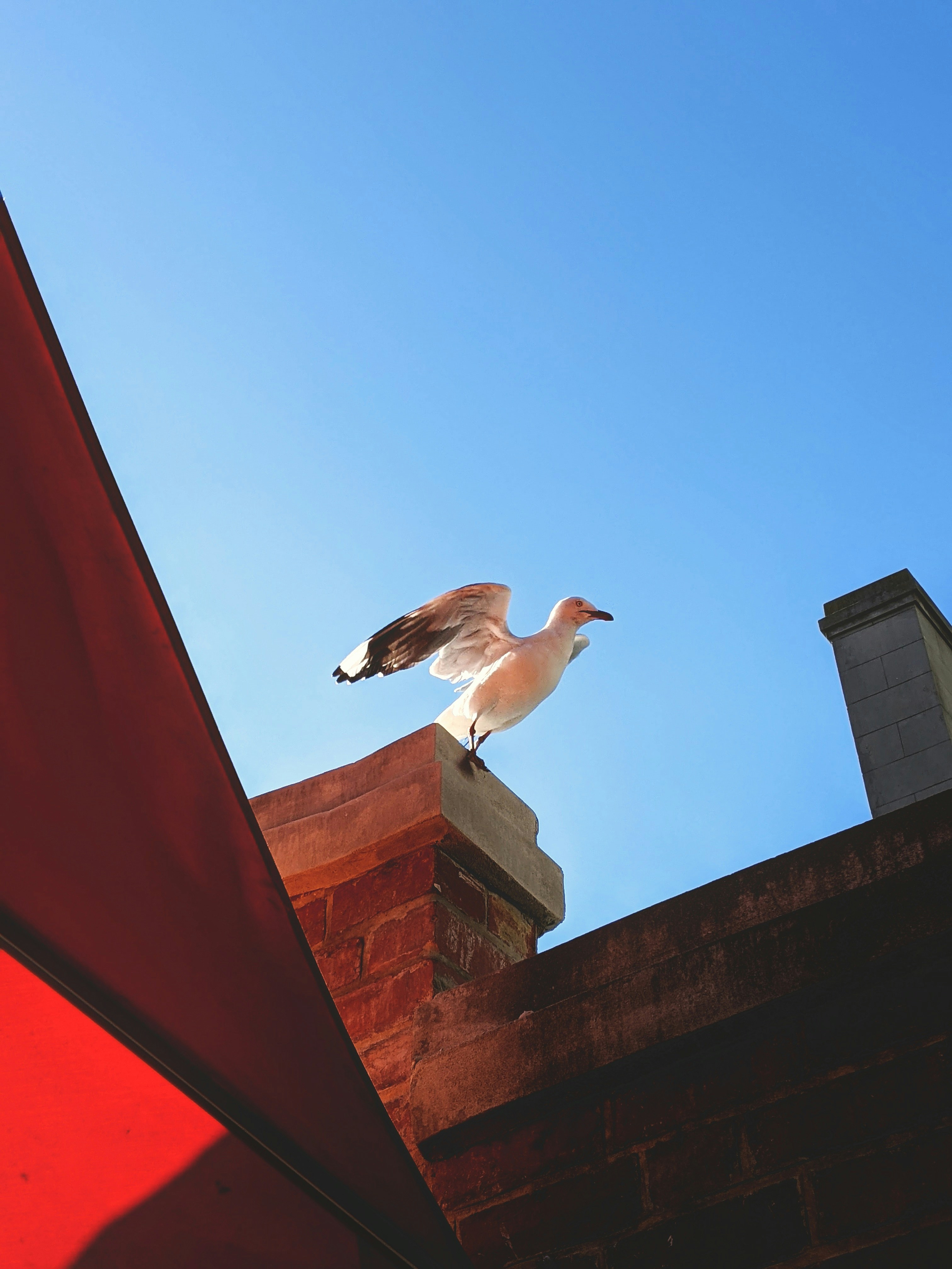 Seagull on a rooftop edge: a moment of stillness against a cobalt sky