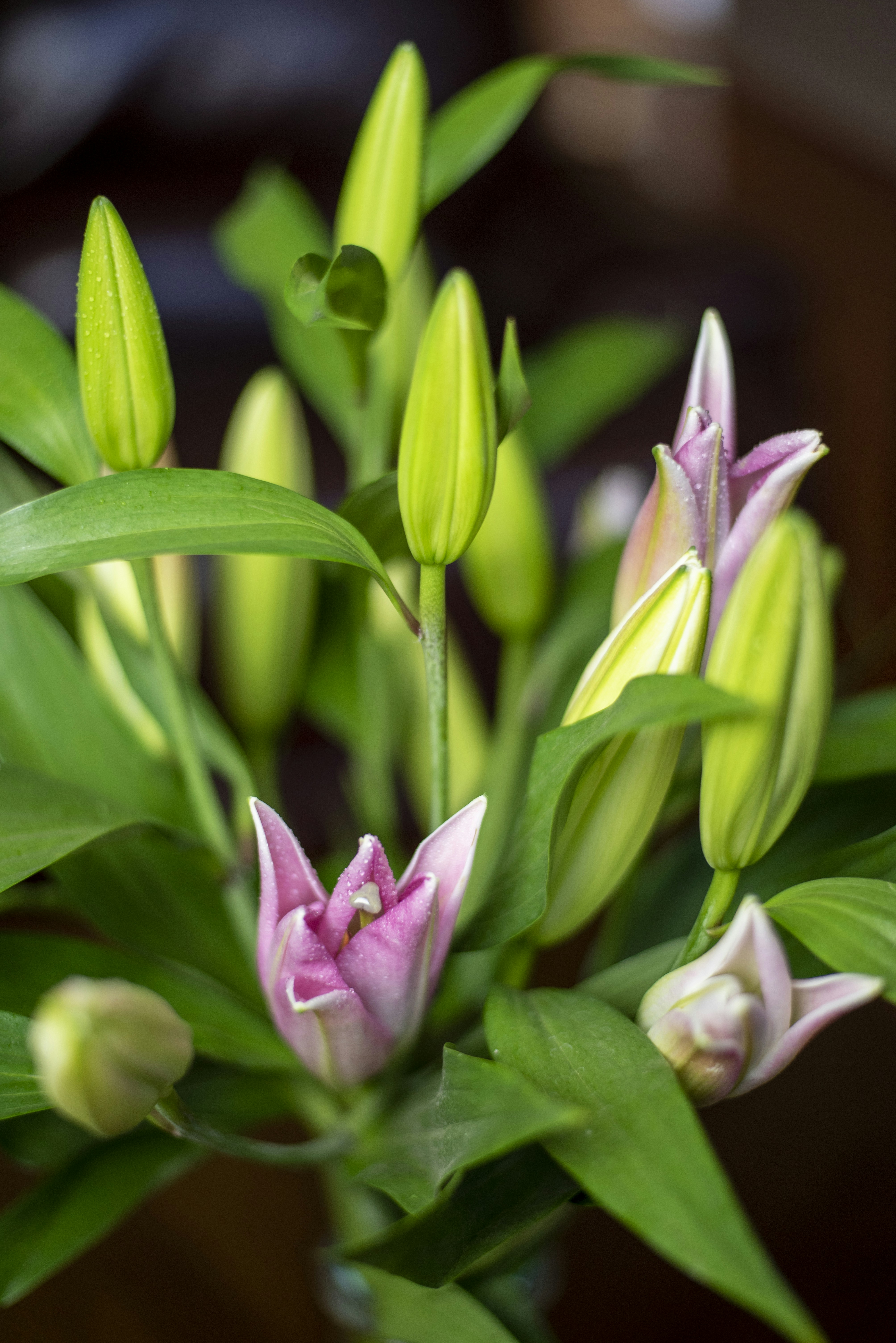 New Blossoms in a Green Frame: Pink Buds Ready to Unfold