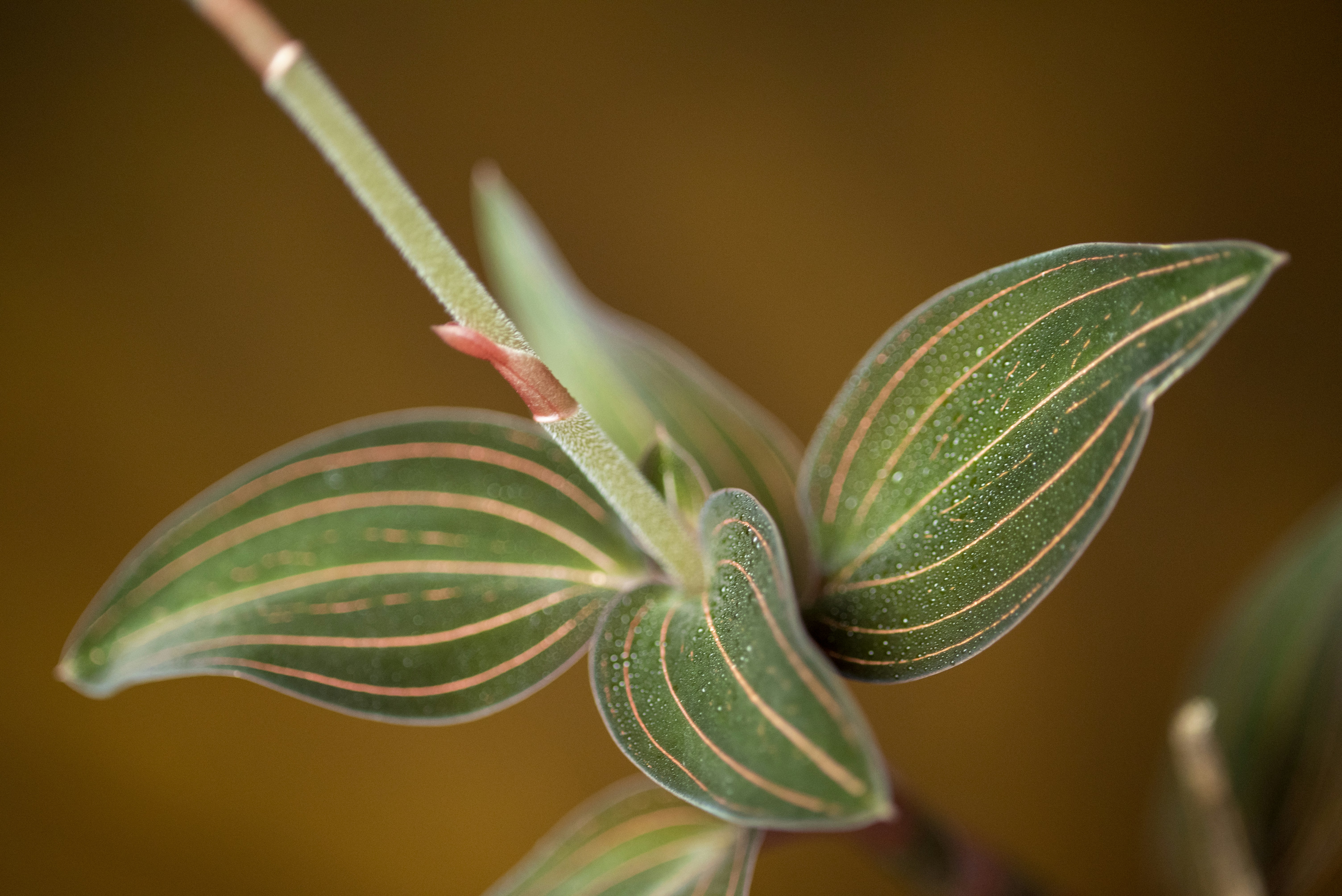 Veins in Velvet Green: macro portrait of a variegated leaf