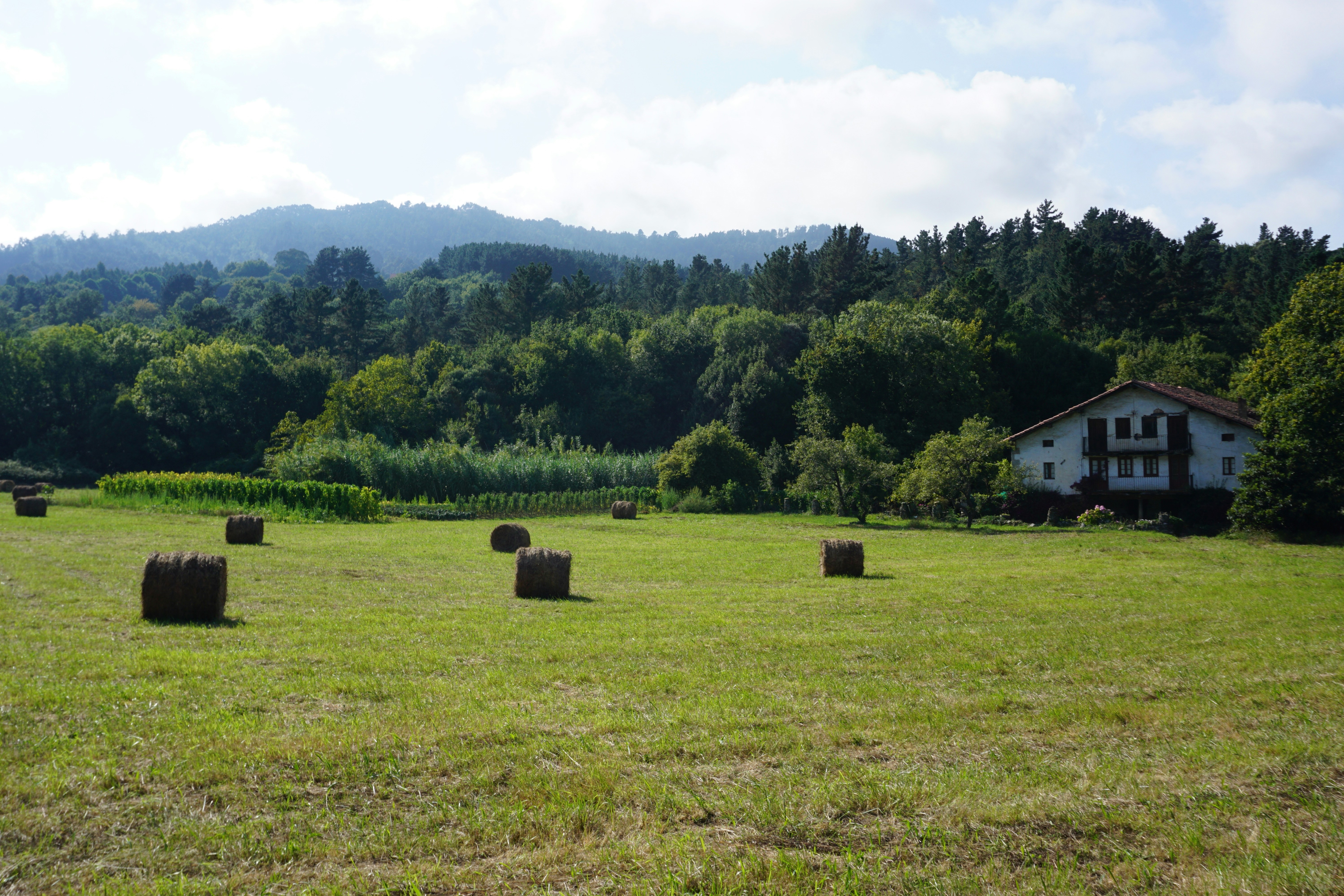 Sunlit Hay Field Framed by Trees and a Weathered Farmhouse