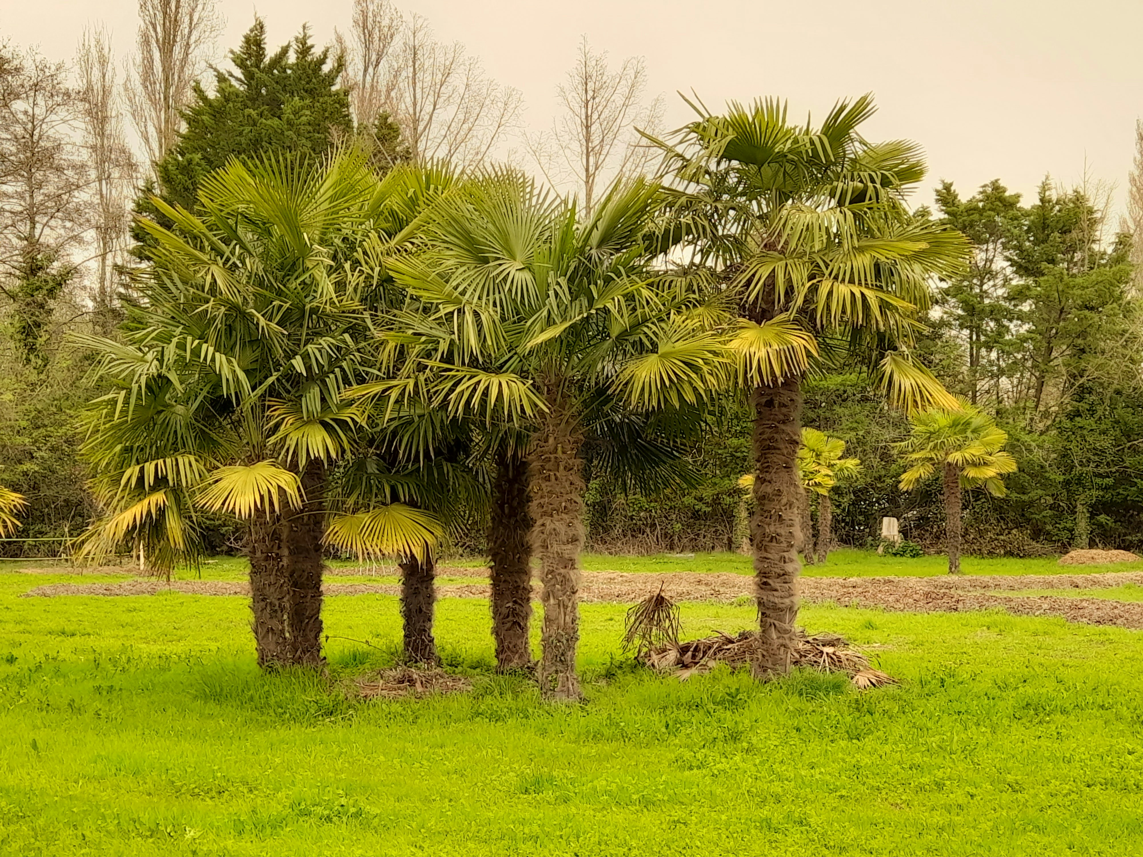  rows of palm trees on a grassy field under a pale sky