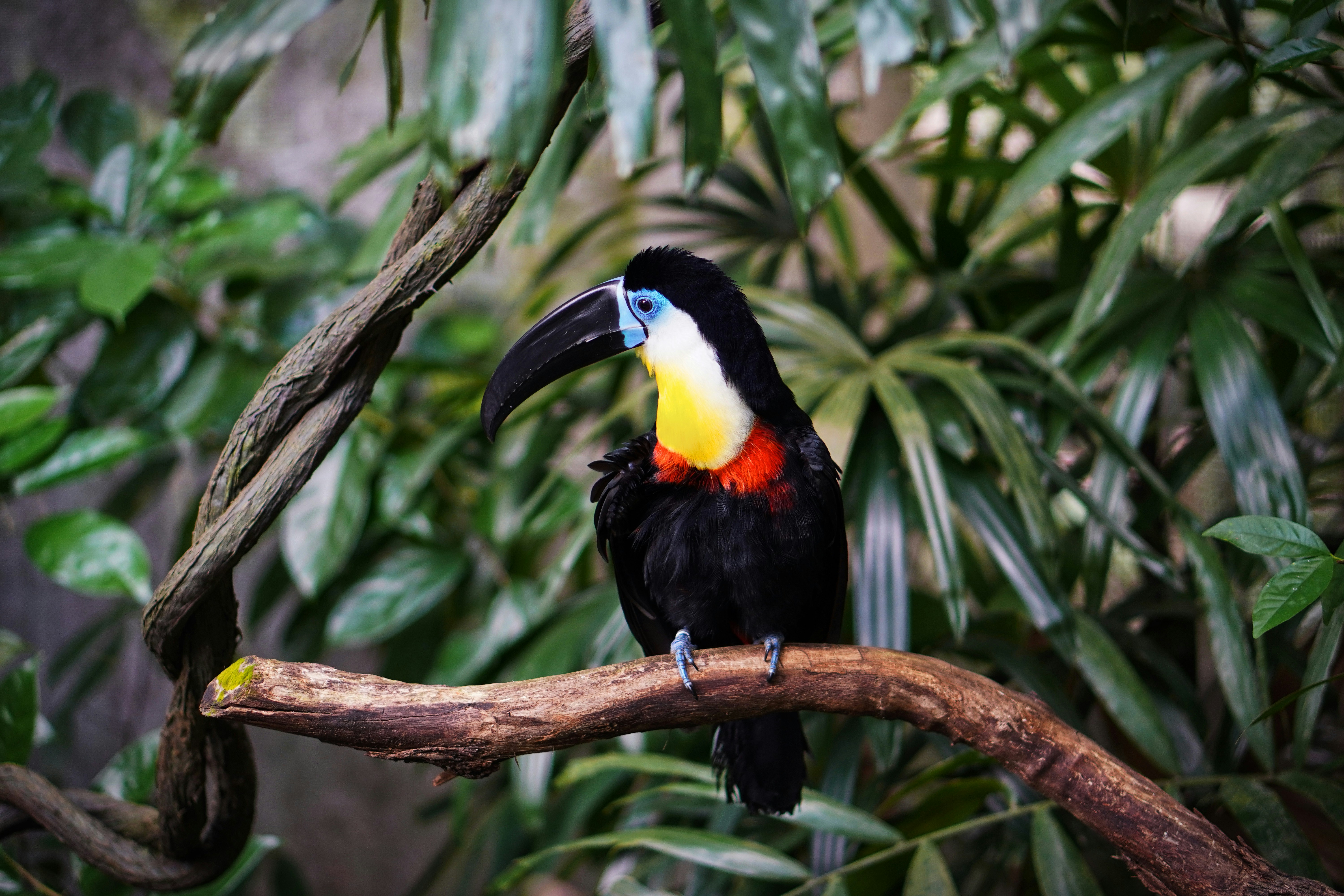 A toucan with a vibrant beak perched on a branch amidst lush greenery, showcasing its striking colors and unique features.