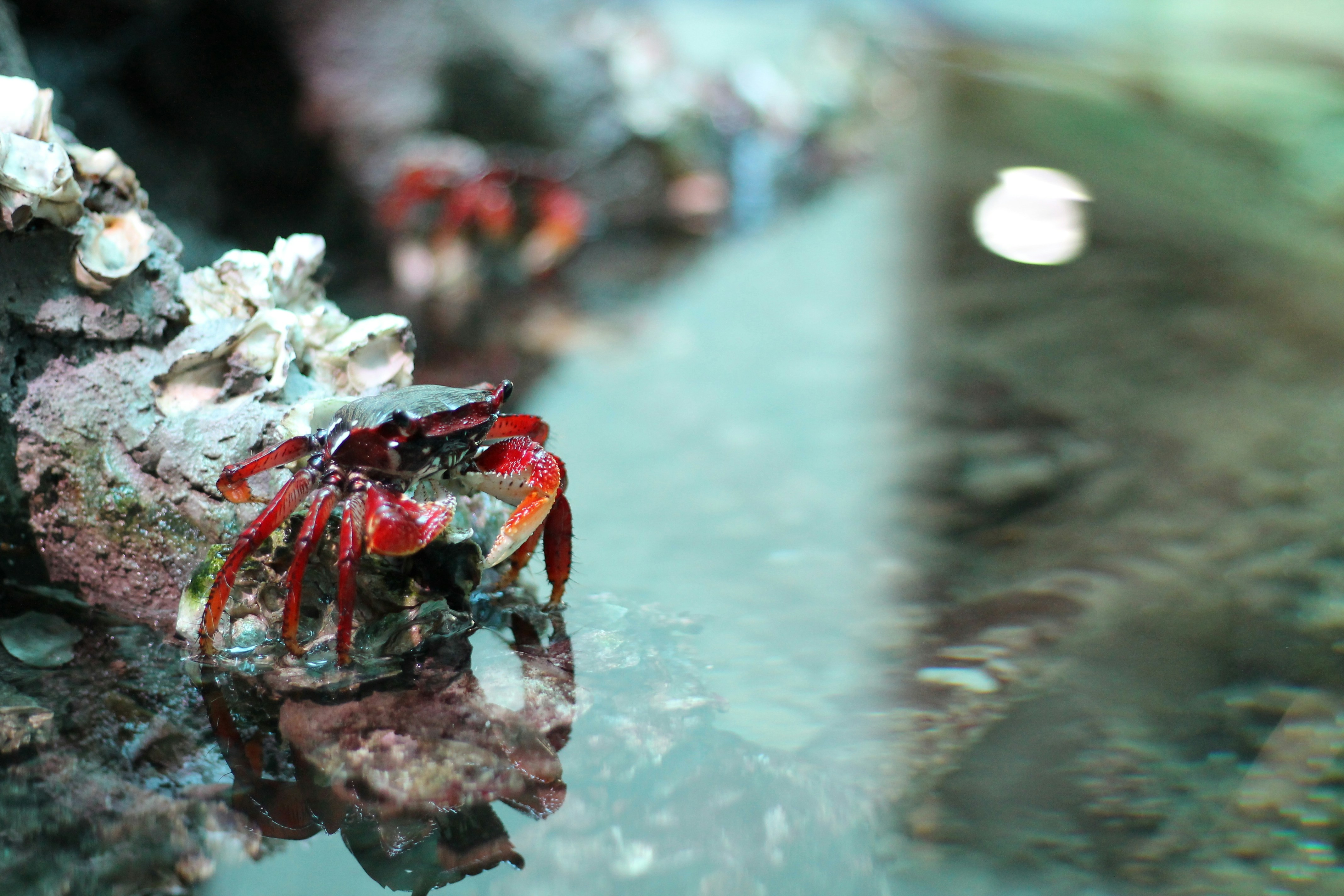 Un crabe rouge assis au sommet d’un rocher à côté d’un plan d’eau photo ...