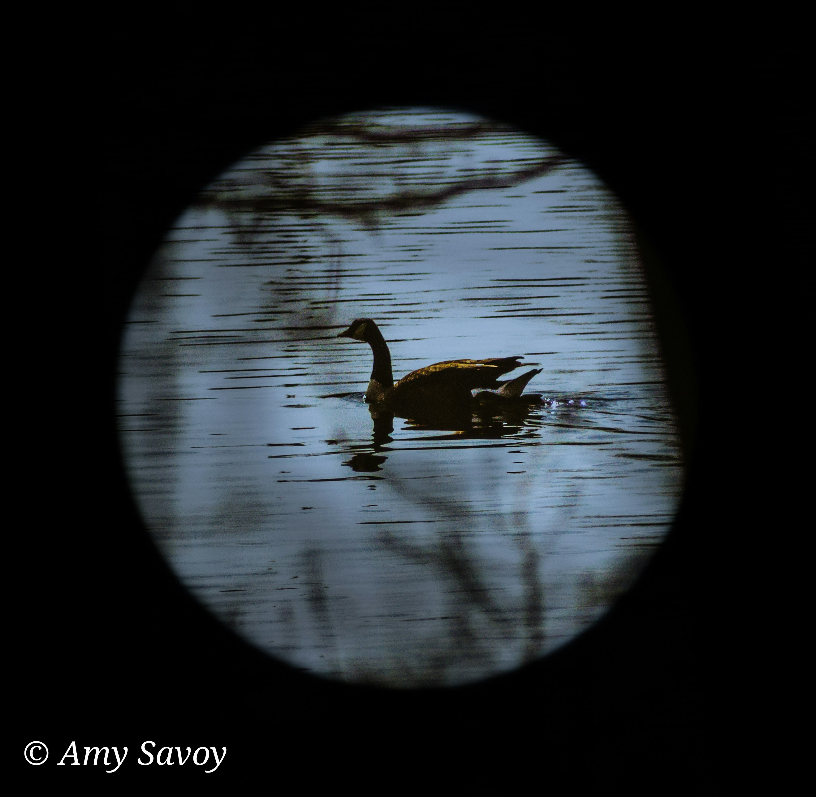 Photograph of a waterfowl silhouette gliding on a tranquil lake, framed by a circular viewing window with soft reflections.