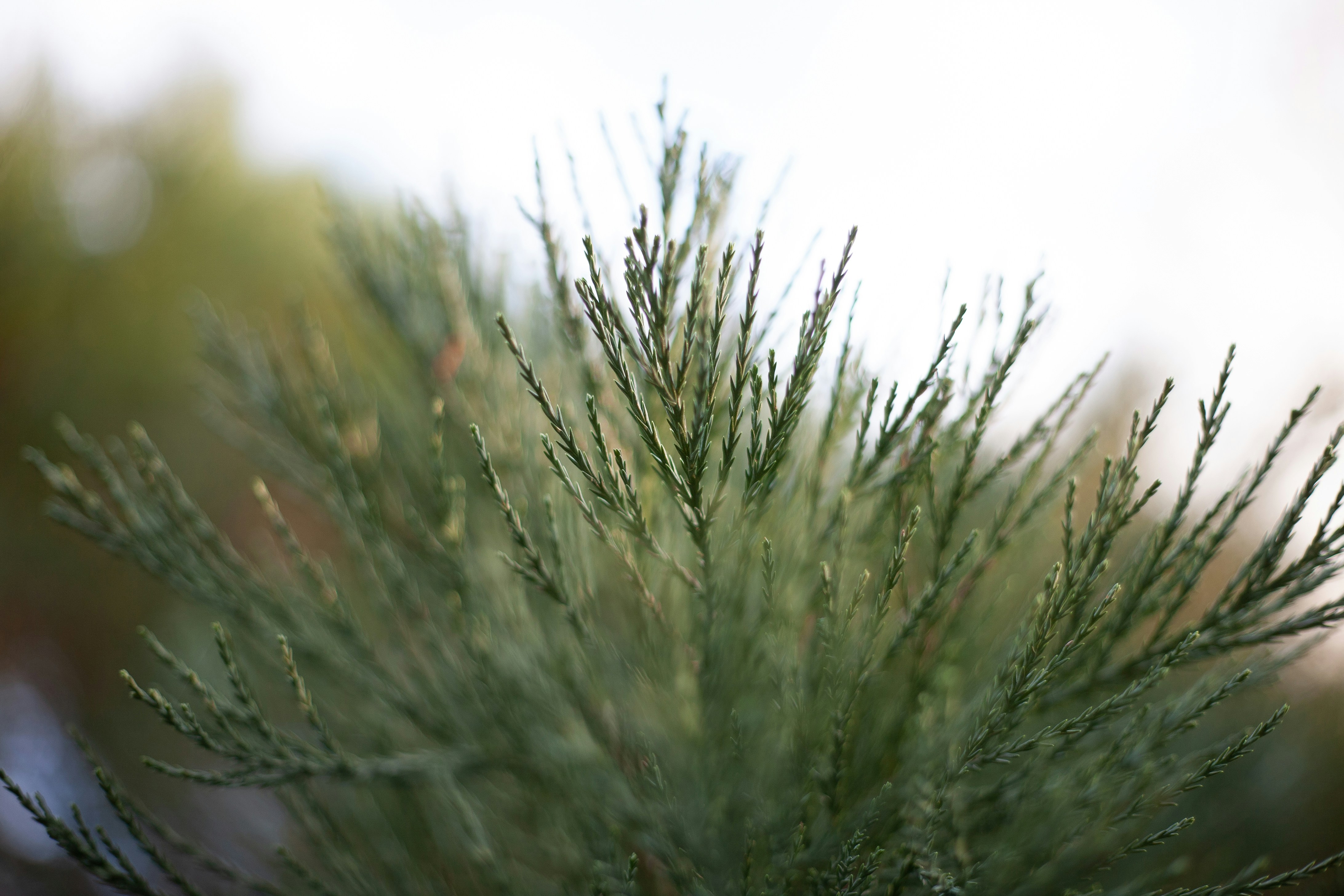 a close up of a pine tree with a blurry background