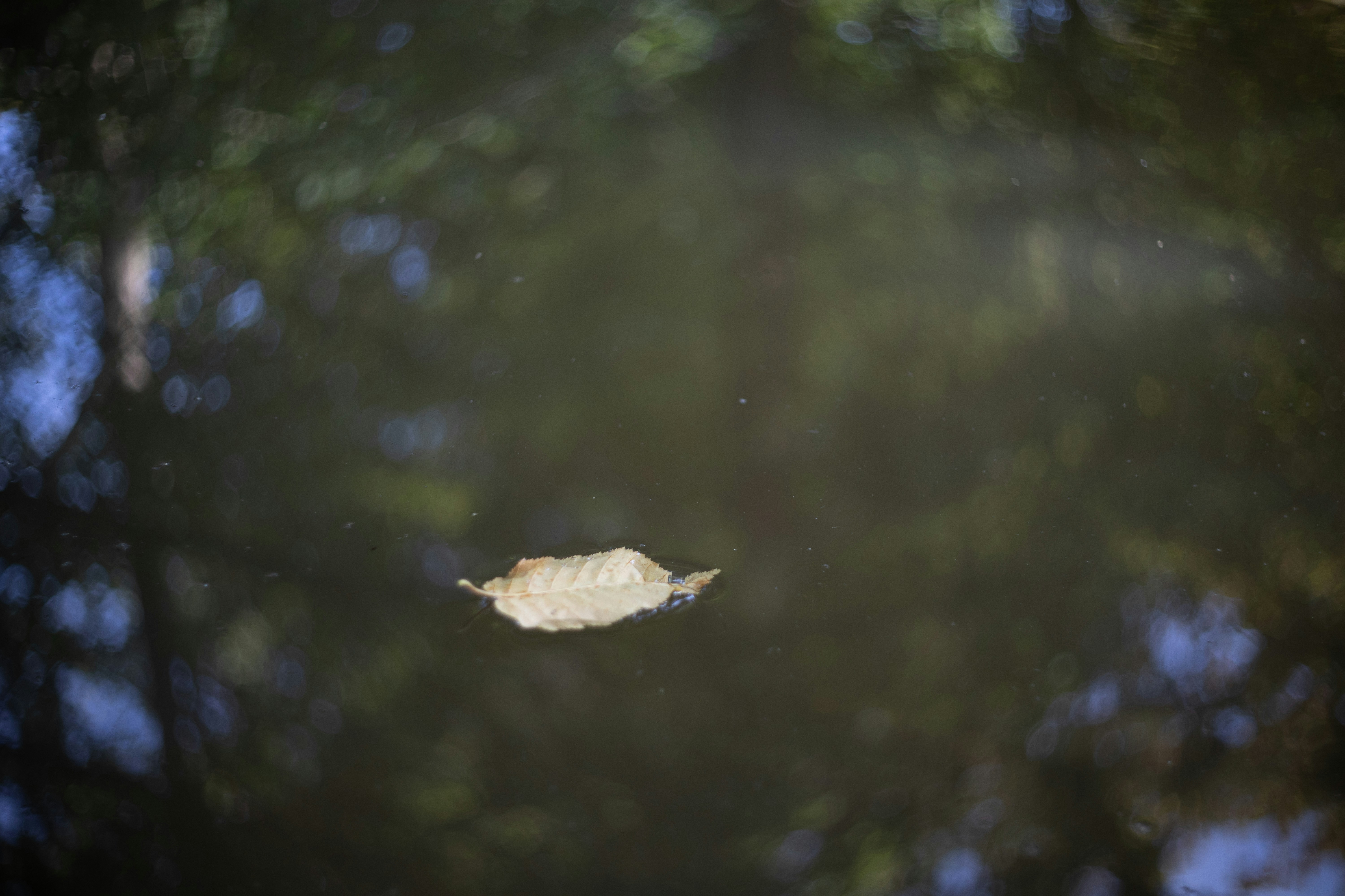 Lone Yellow Leaf Adrift on a Shadowed Lake