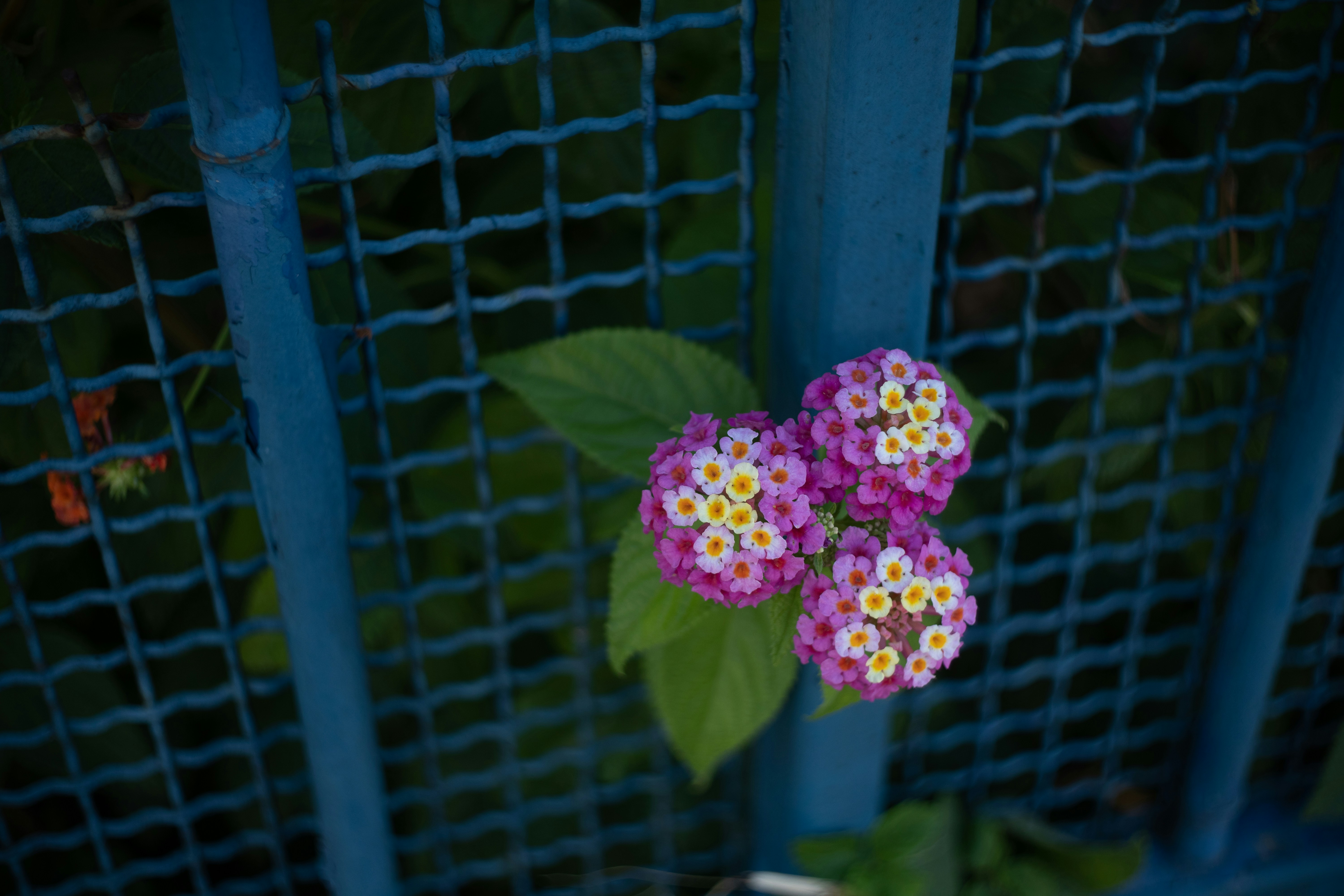 Blooms Through the Barrier: Pink Lantana Cluster Against a Cobalt Fence