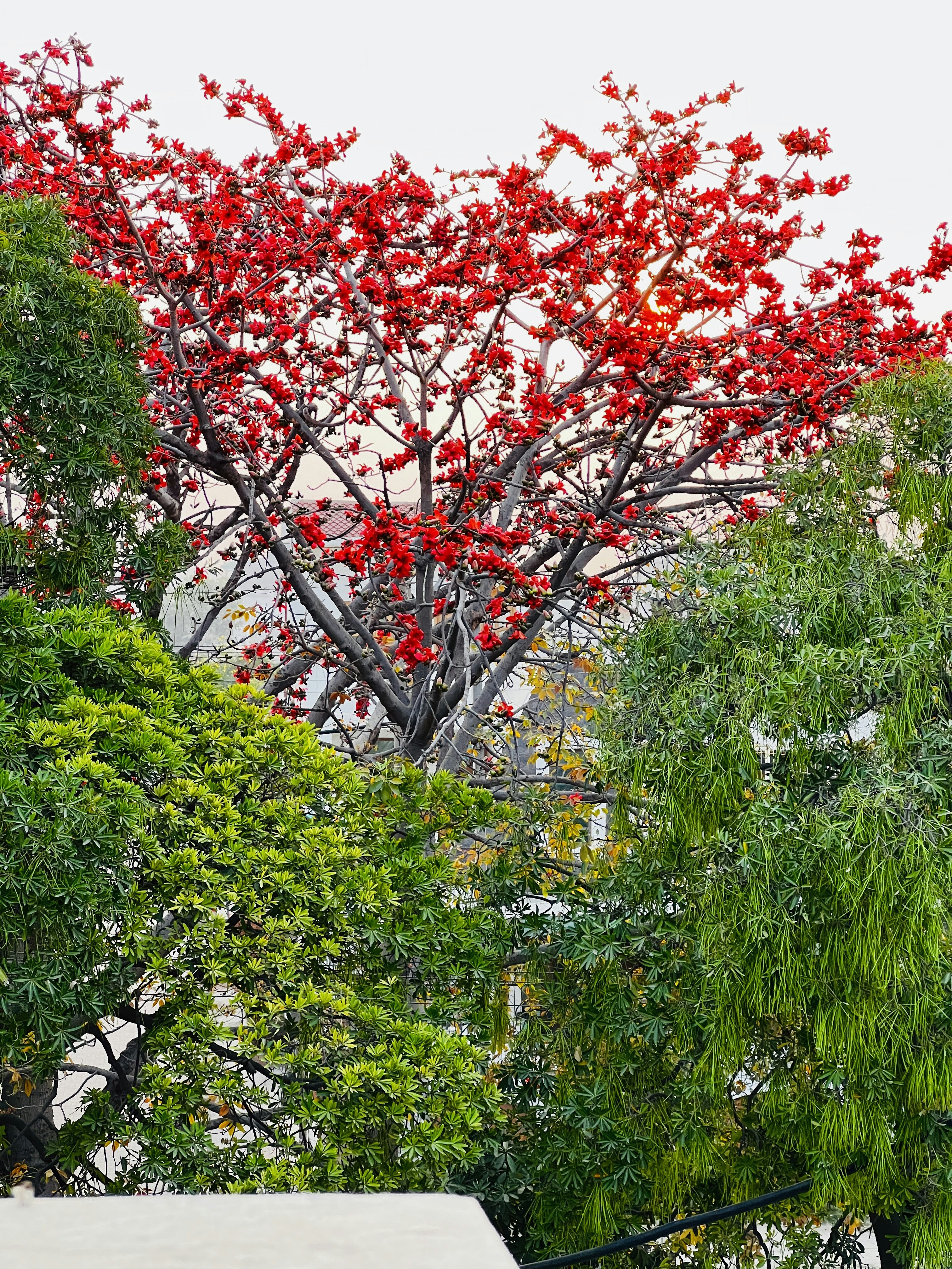Baum Mit Roten Blten