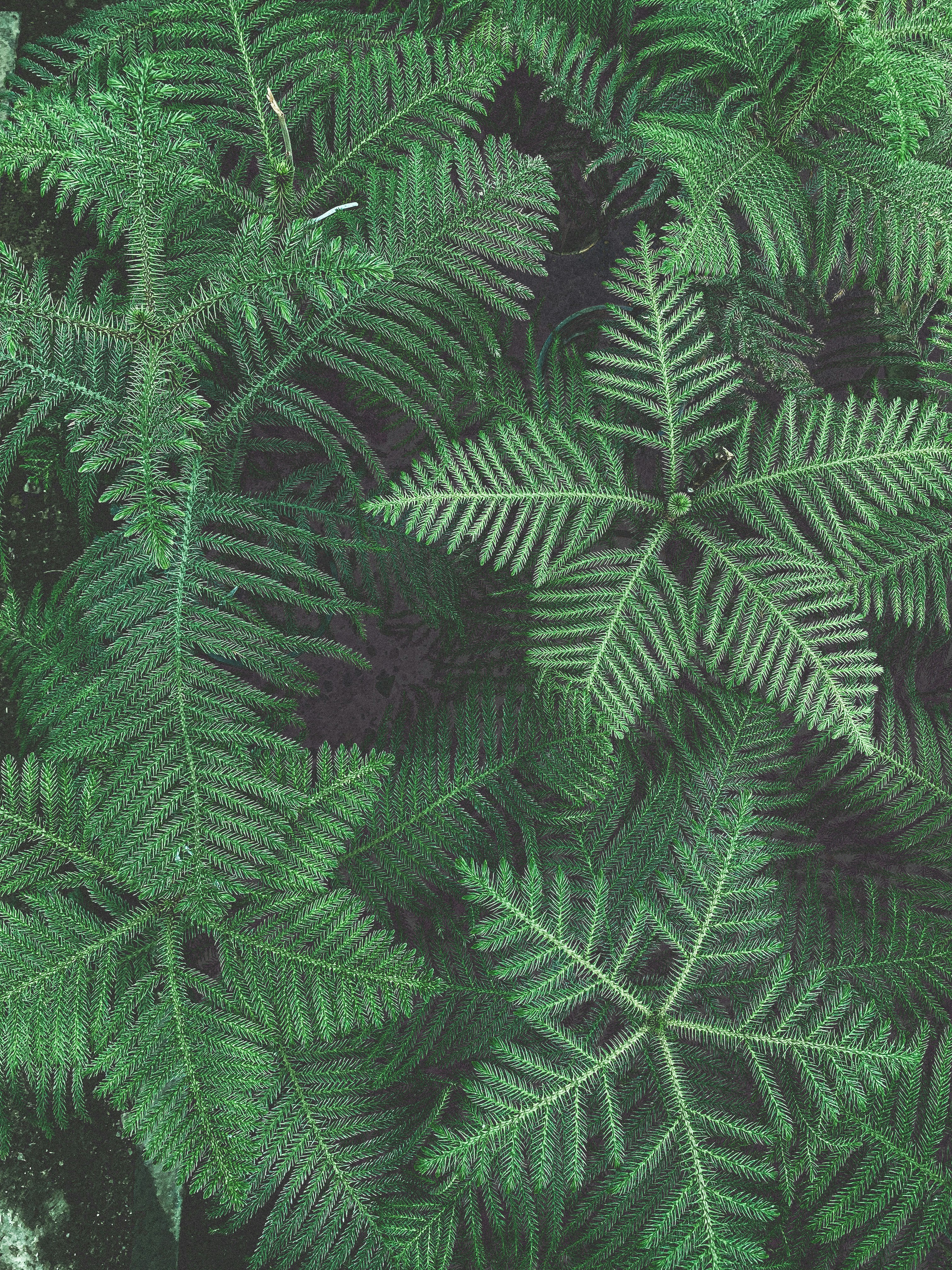 a close up of a green leafy plant