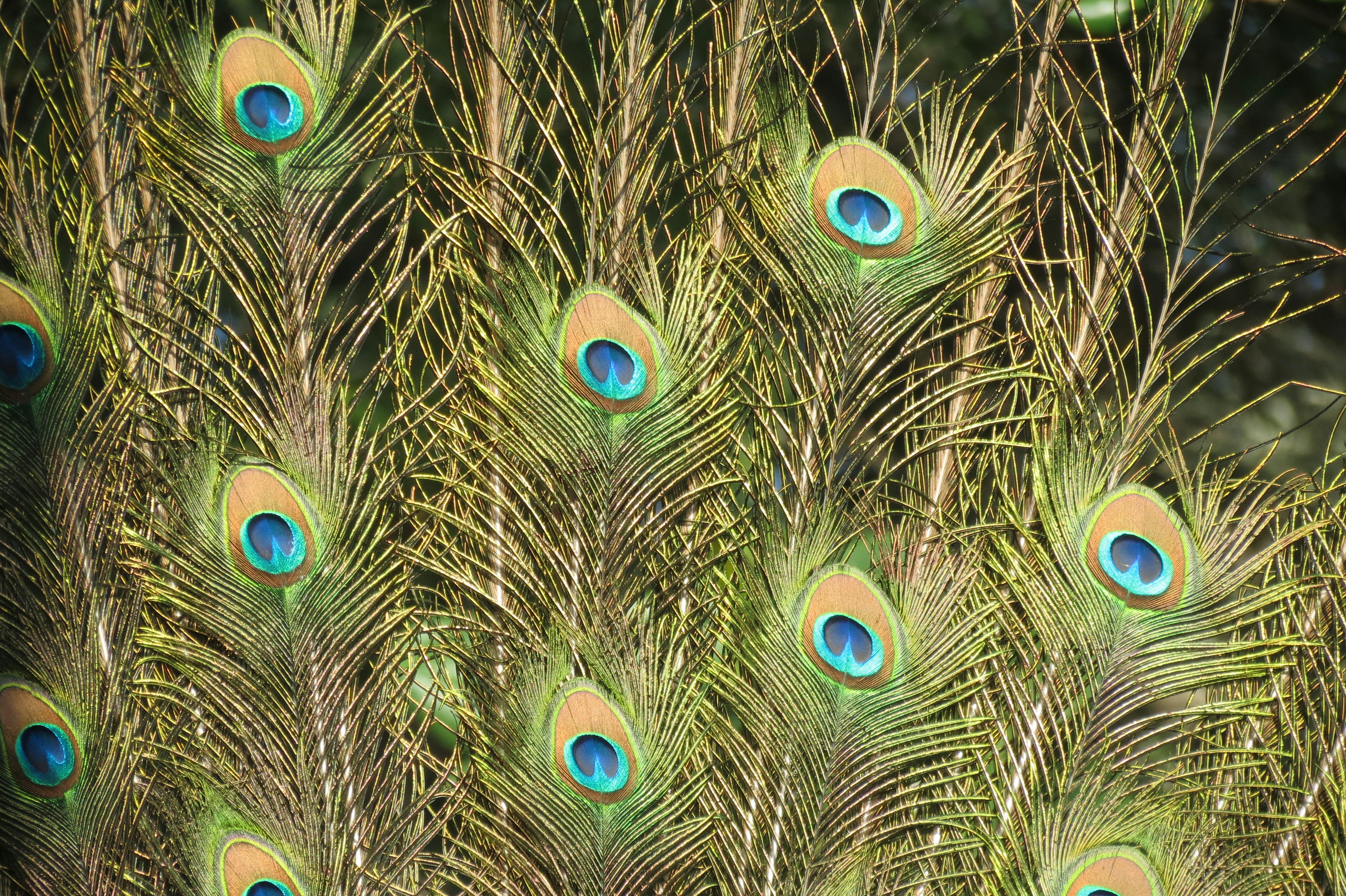 Close-up of vibrant peacock feathers displaying their striking eye patterns and rich colors. The intricate details highlight the natural beauty of these feathers.
