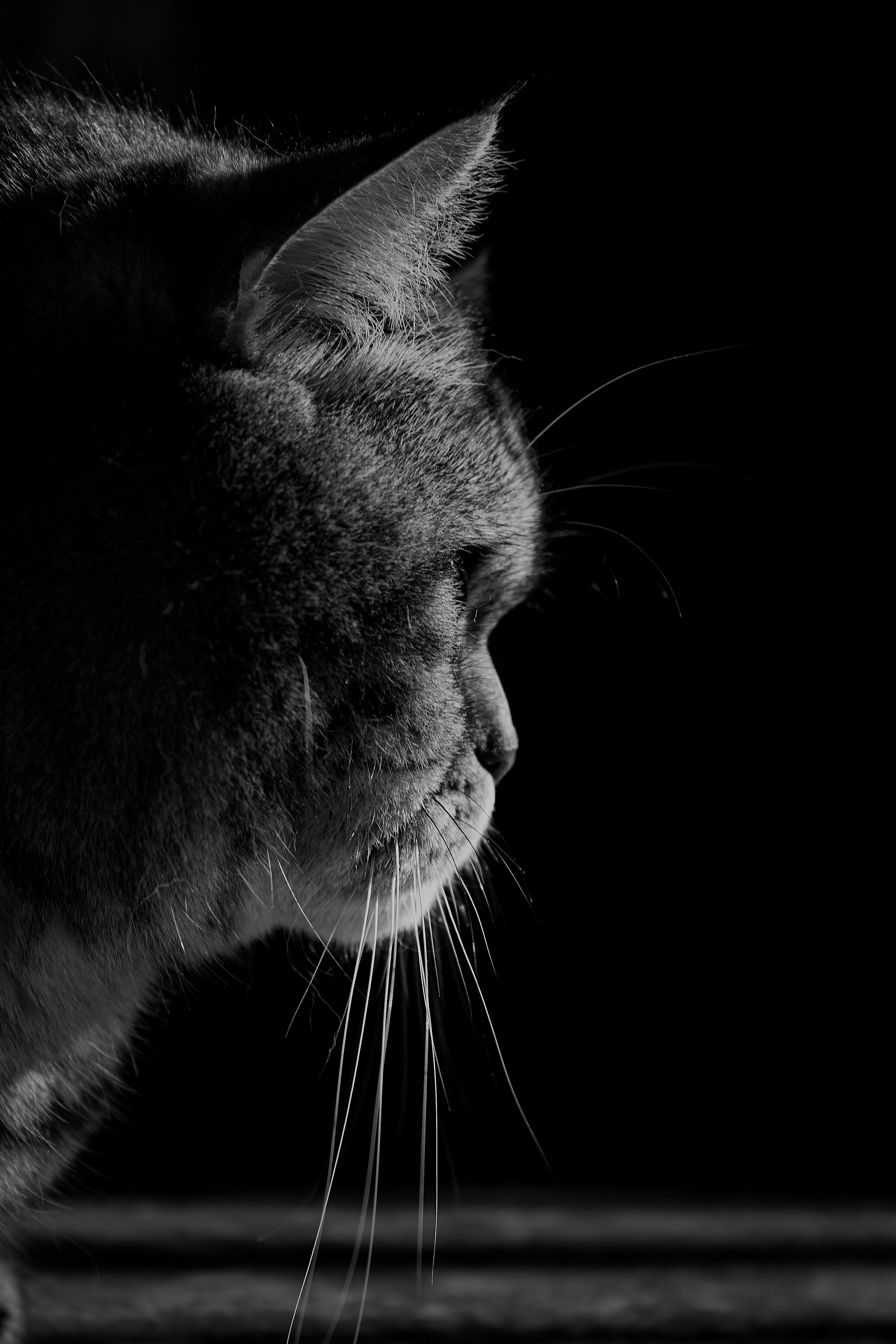 High Contrast Cat Photography