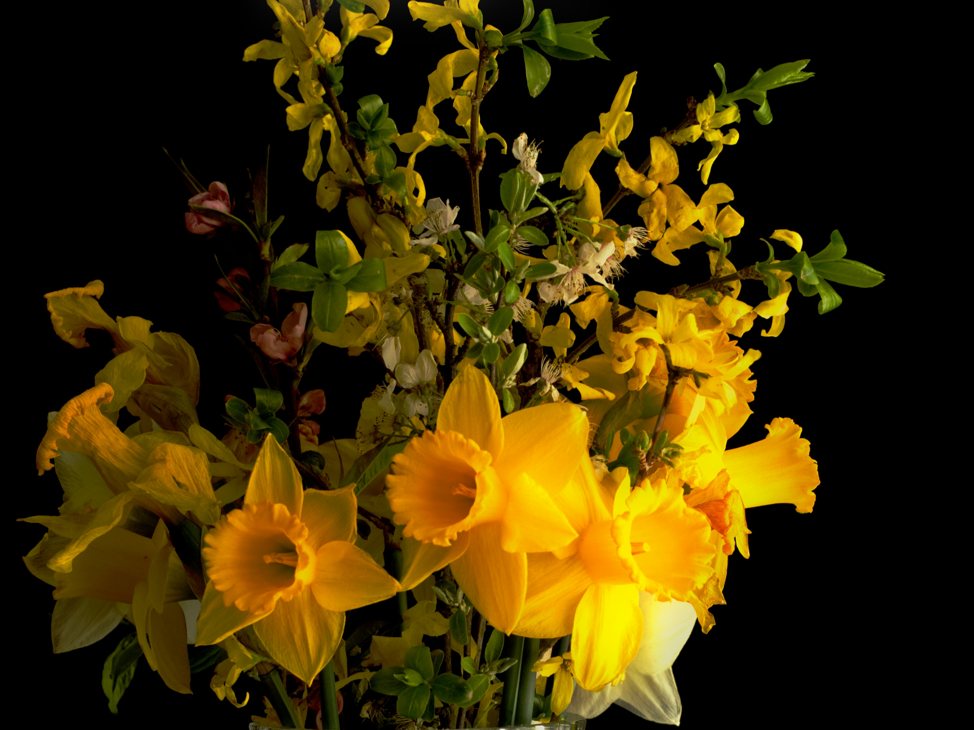 A vibrant arrangement of yellow daffodils and green foliage set against a black background.