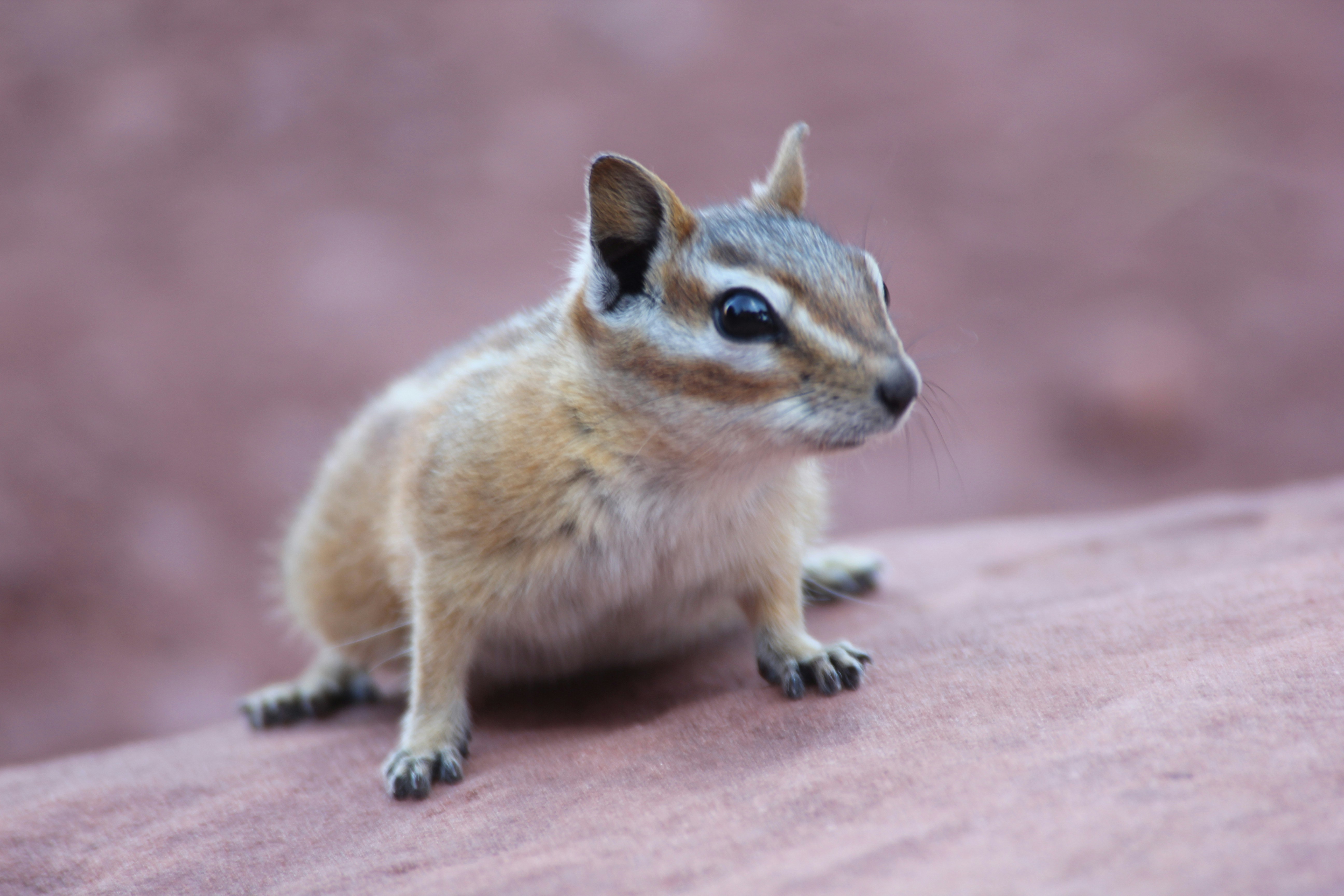 A small animal sitting on top of a pink surface photo – Free Grey Image ...