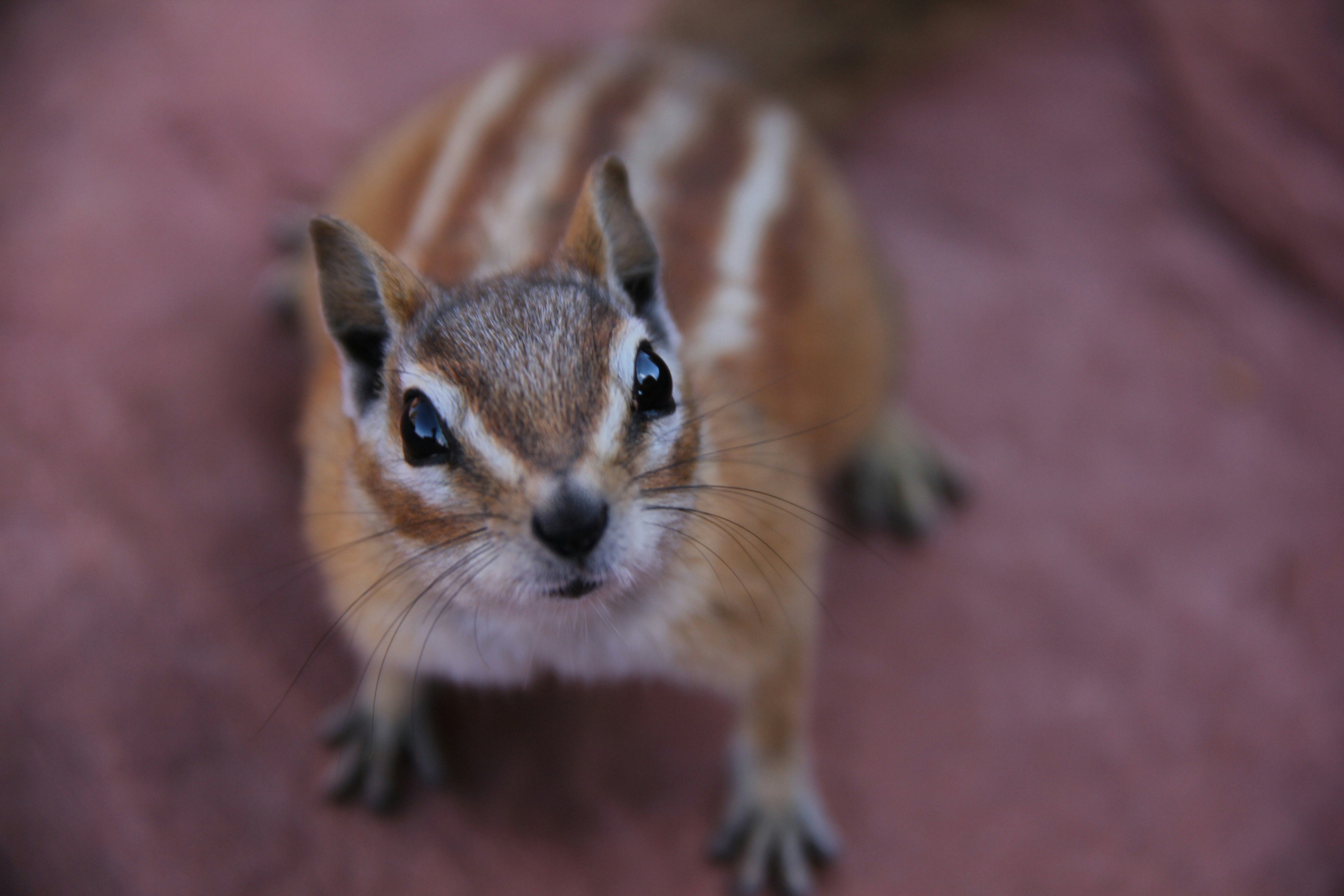 Curious Chipmunk Stares Up from a Dusty Red Terrace