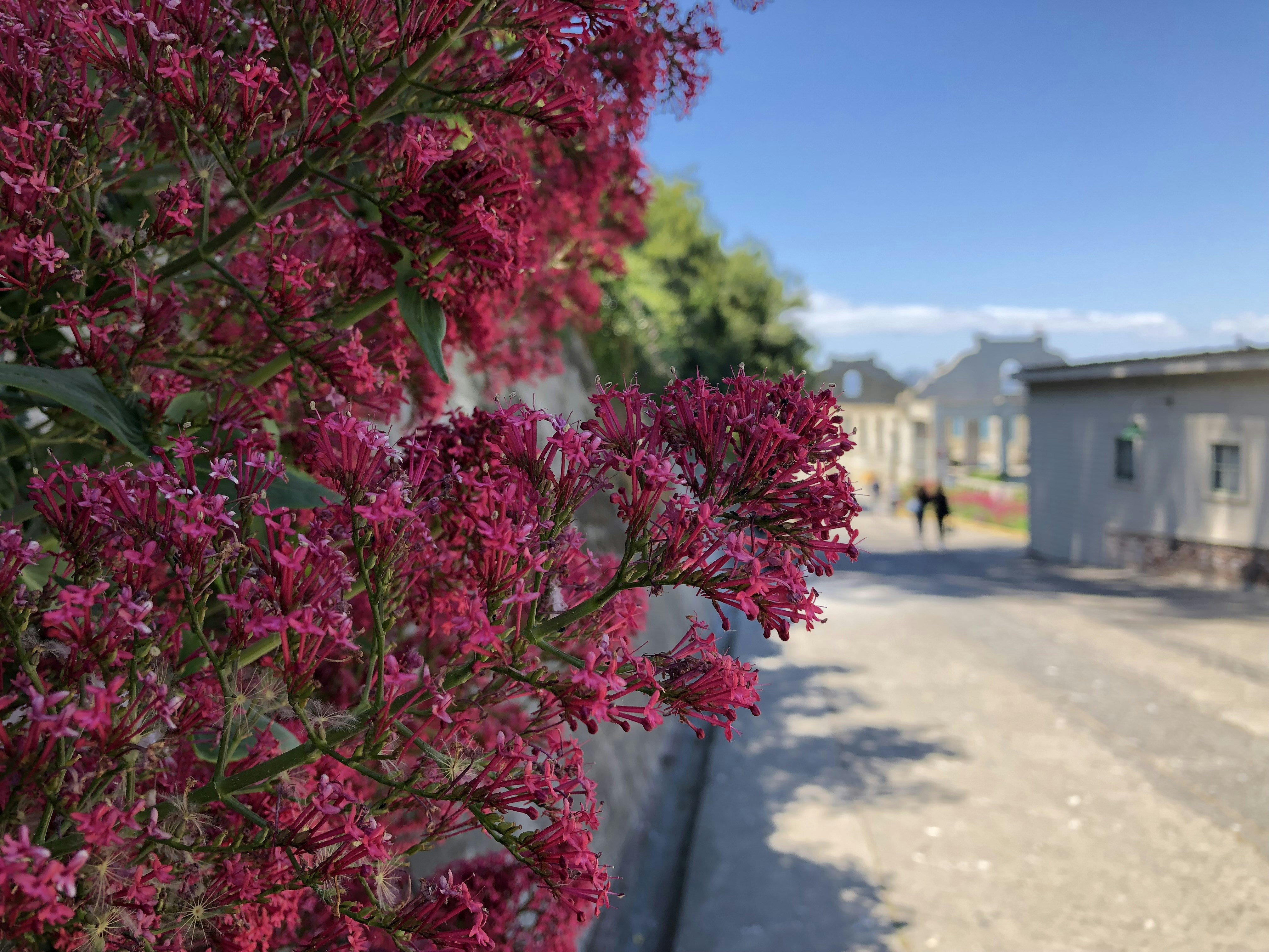 Un buisson aux fleurs violettes sur le bord d’une route photo – Photo ...