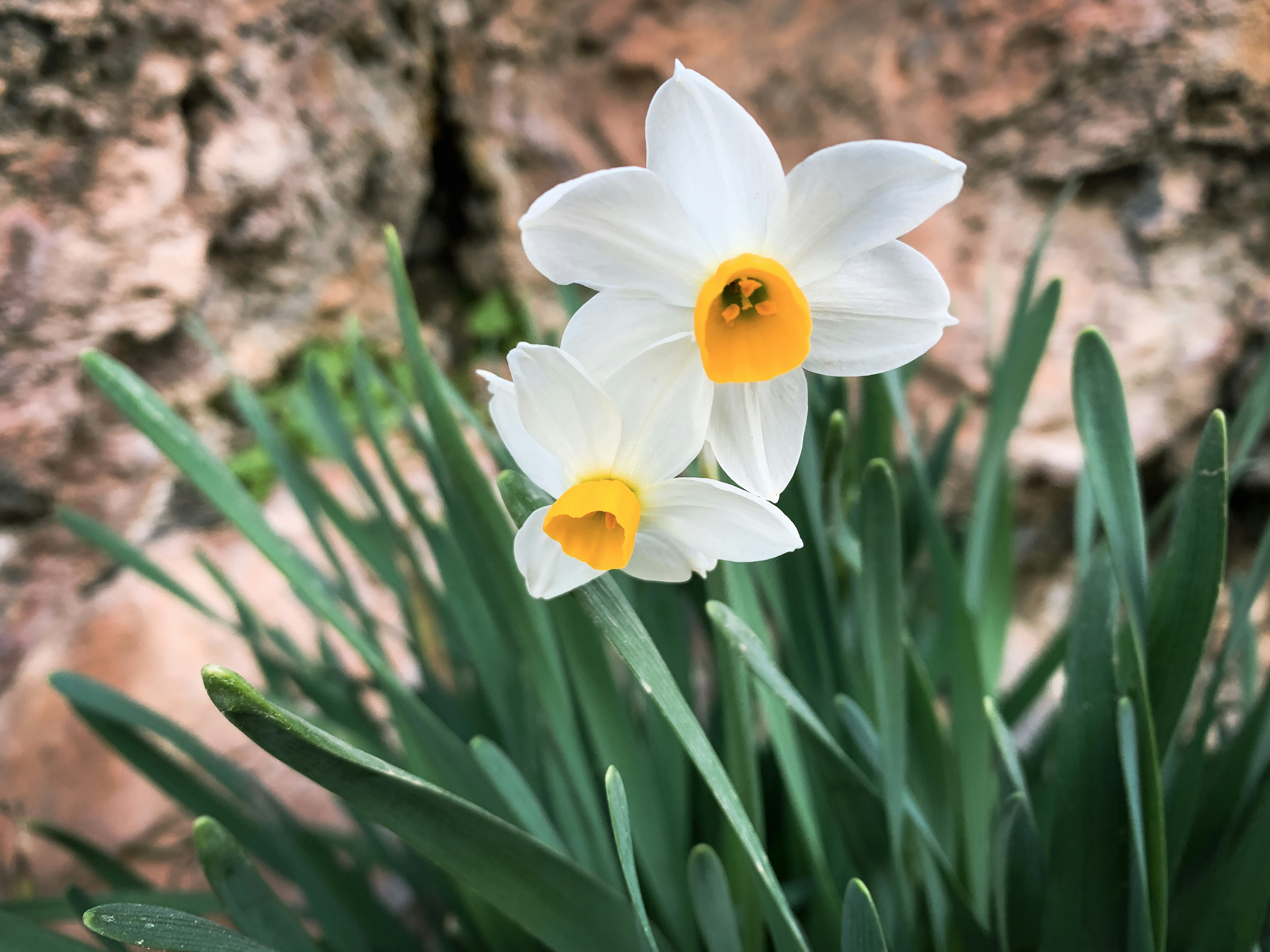A couple of white flowers sitting next to each other photo – Free ...