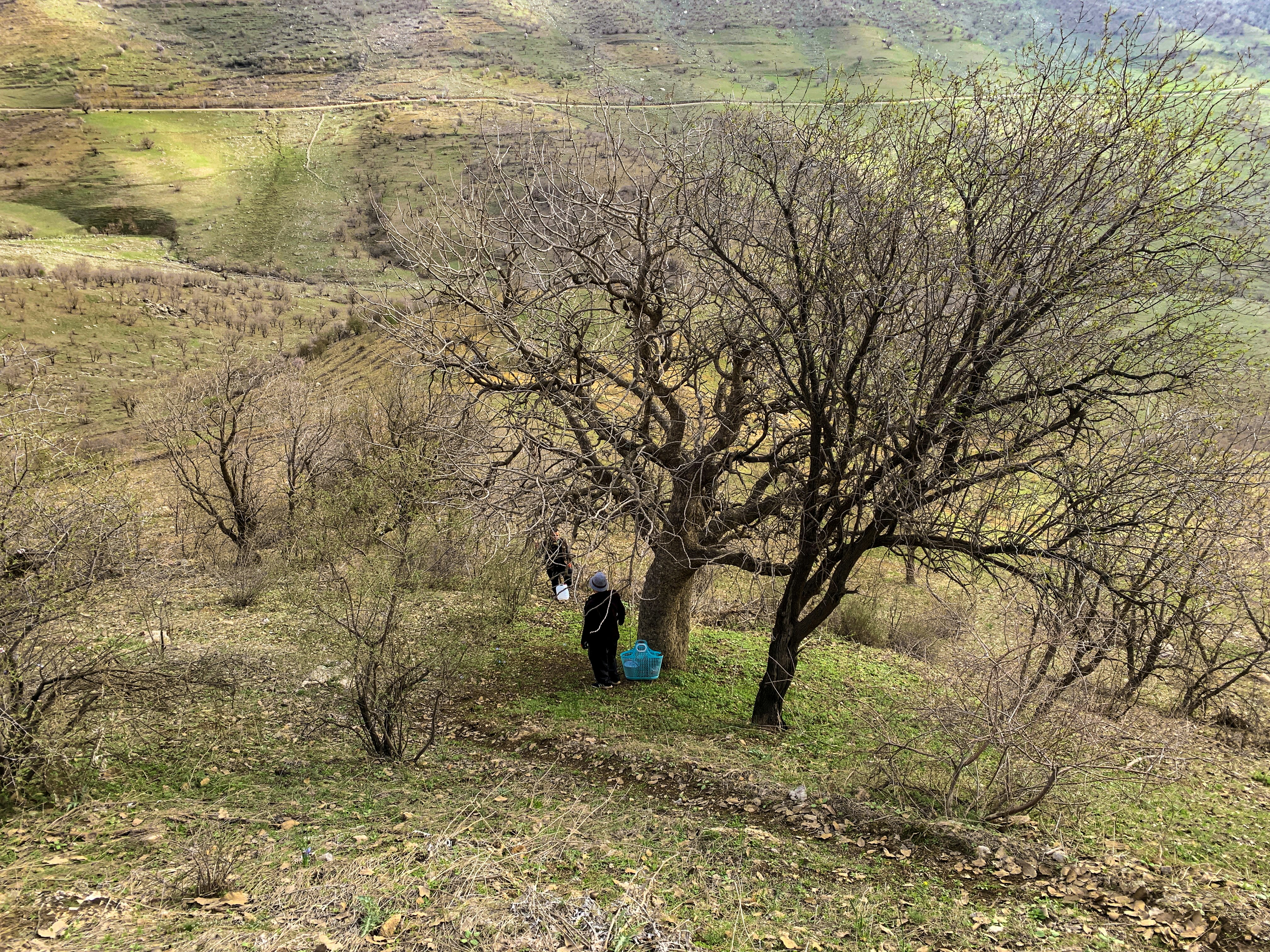 Blue Bucket at the Roots of a Weathered Tree on a Terraced Hillside