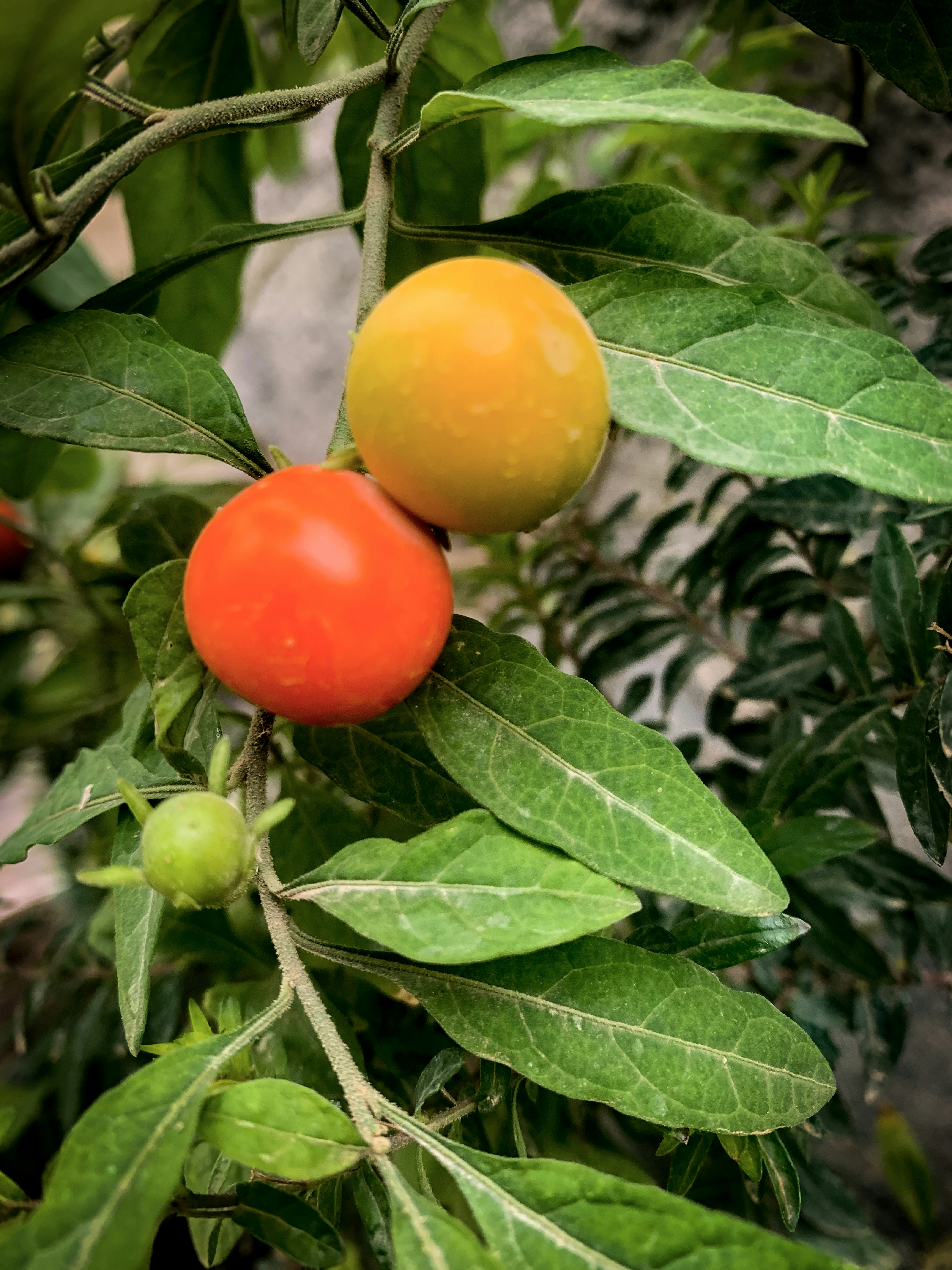 two apples 