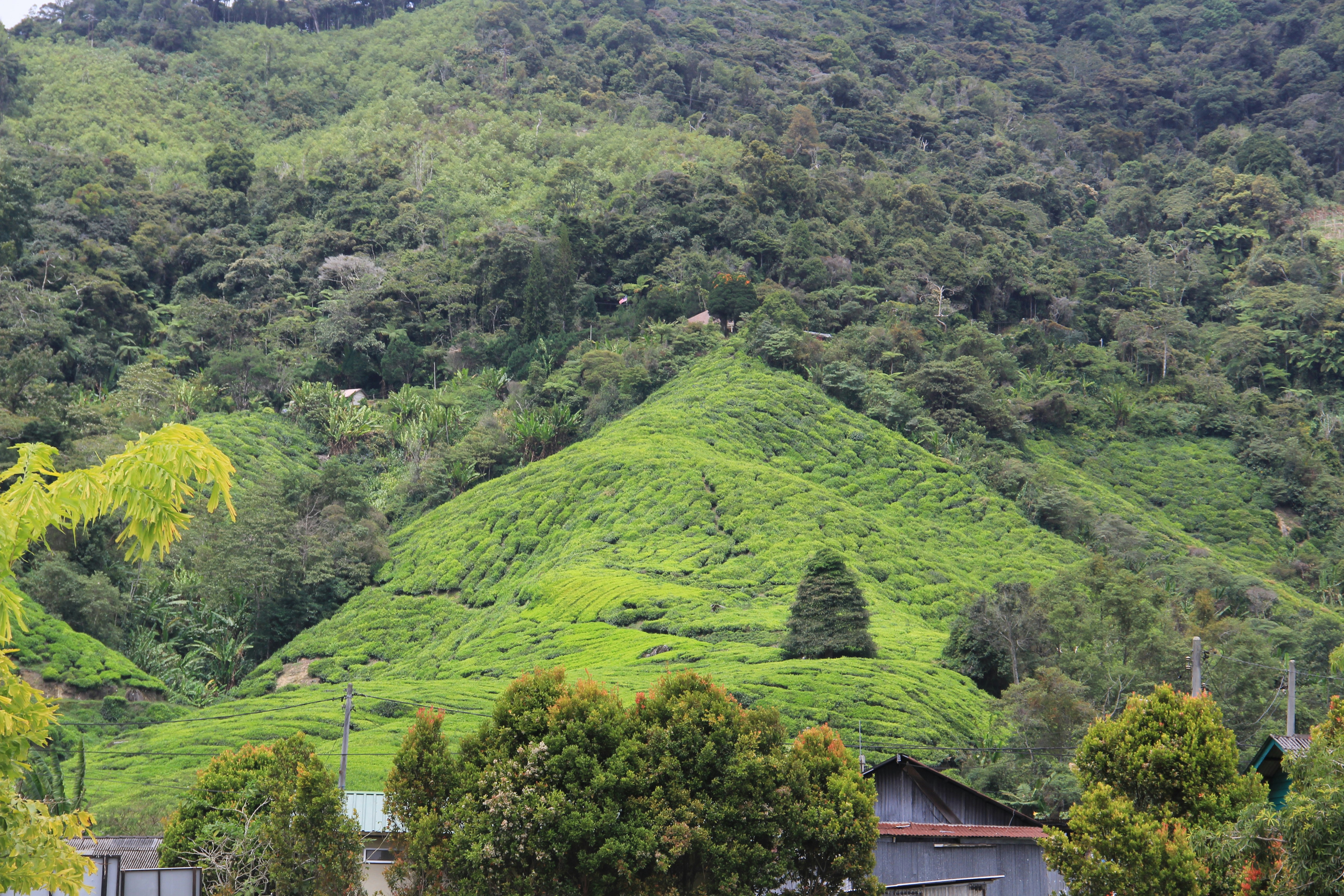Vibrant green tea plantations cascade down a hillside, framed by a lush forest backdrop. The scene captures the serene beauty of agricultural harmony.