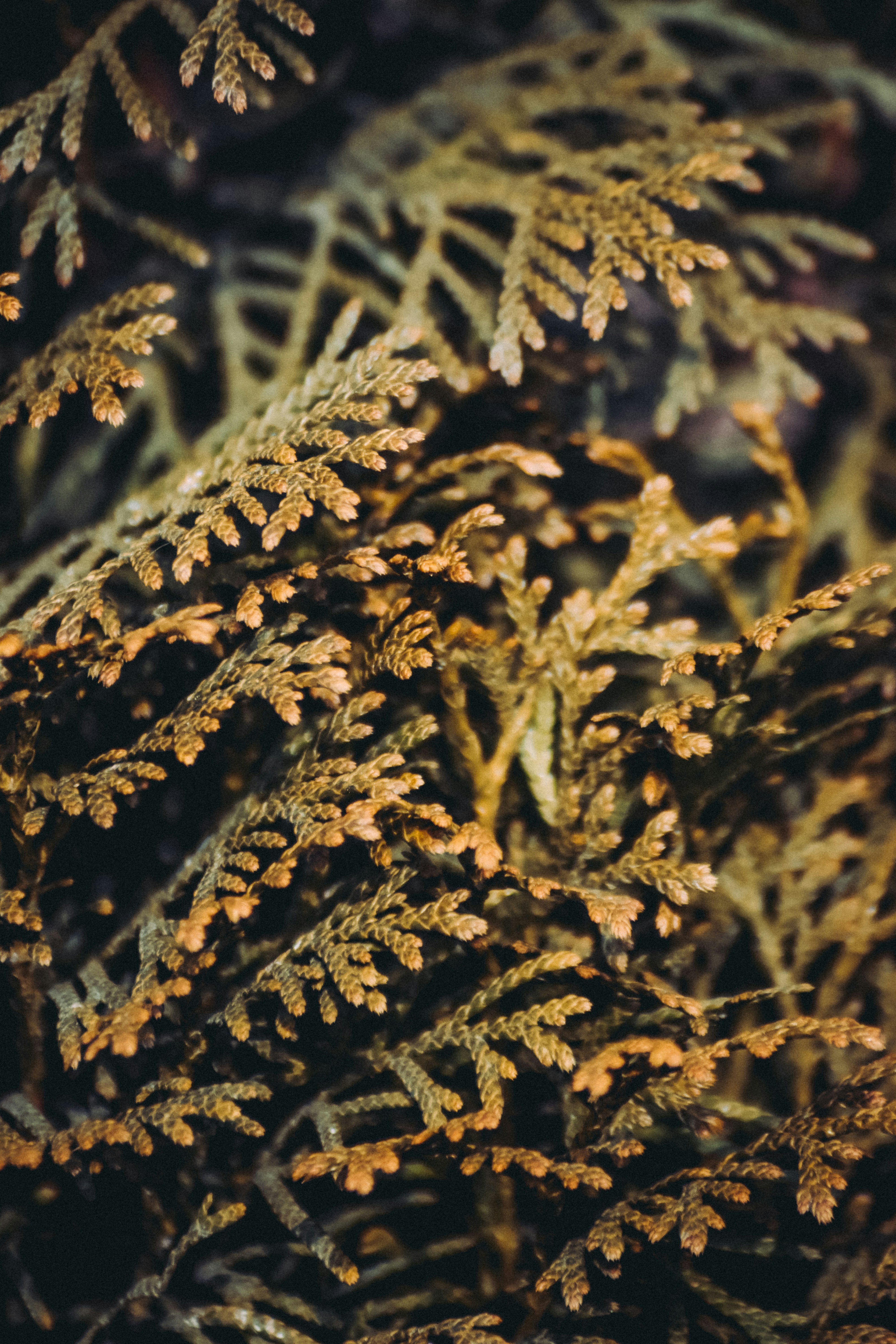 Intricate patterns of fern leaves intertwine in a lush display, showcasing the delicate beauty of nature's design.