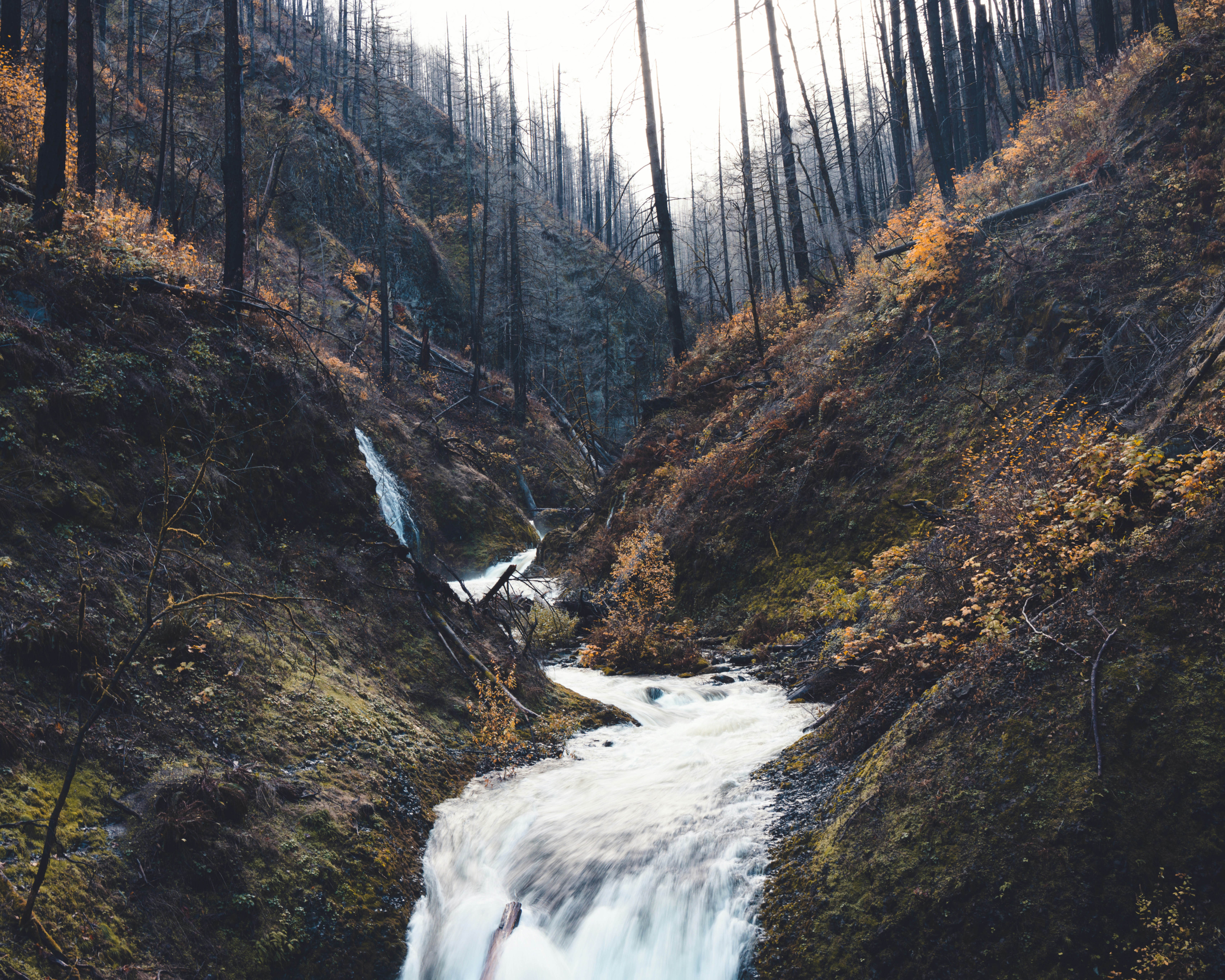A stream running through a forest filled with trees photo – Free Eagle ...