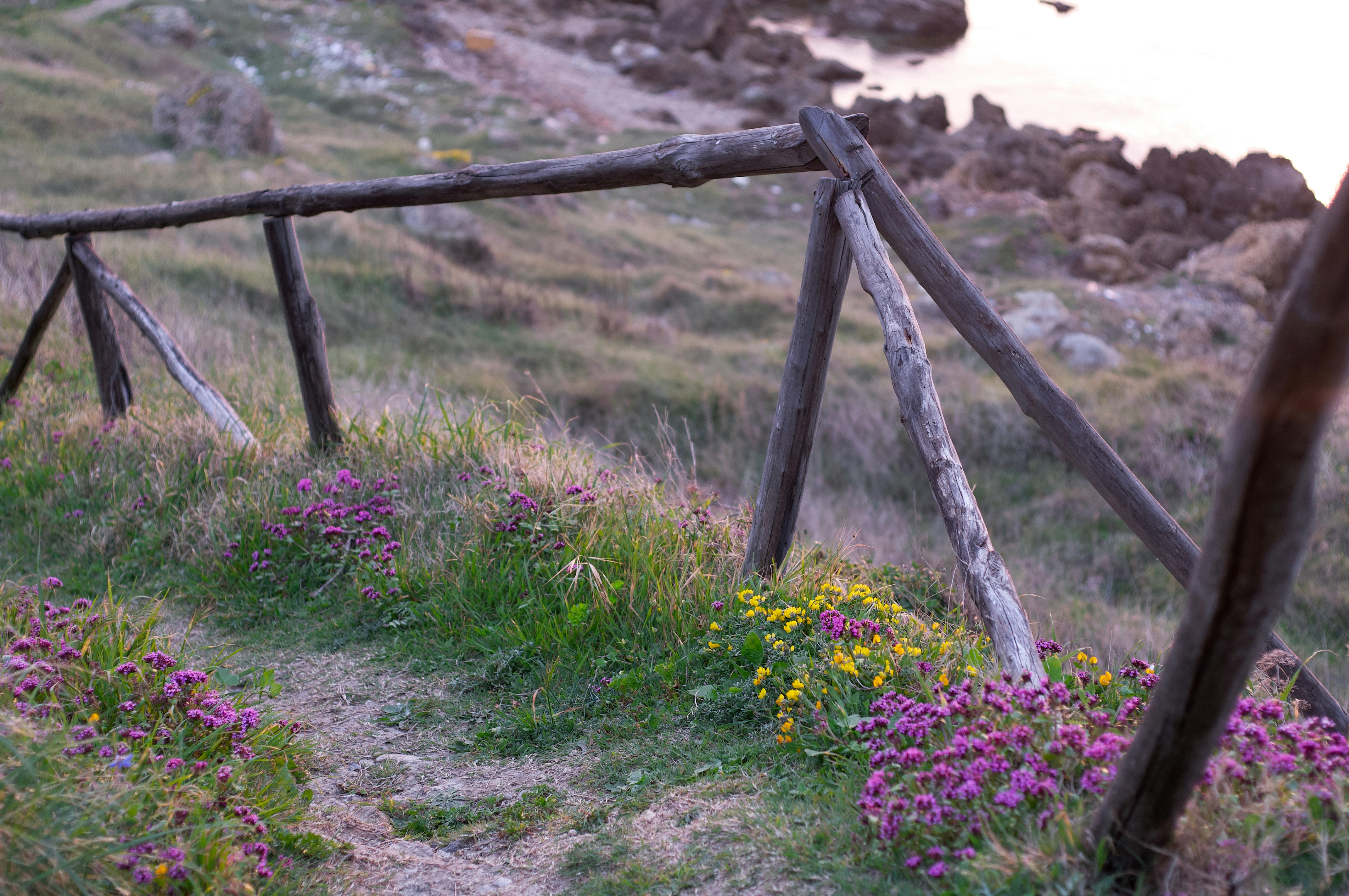 Ridge-line Fence Framing a Carpet of Alpine Blooms at Dusk