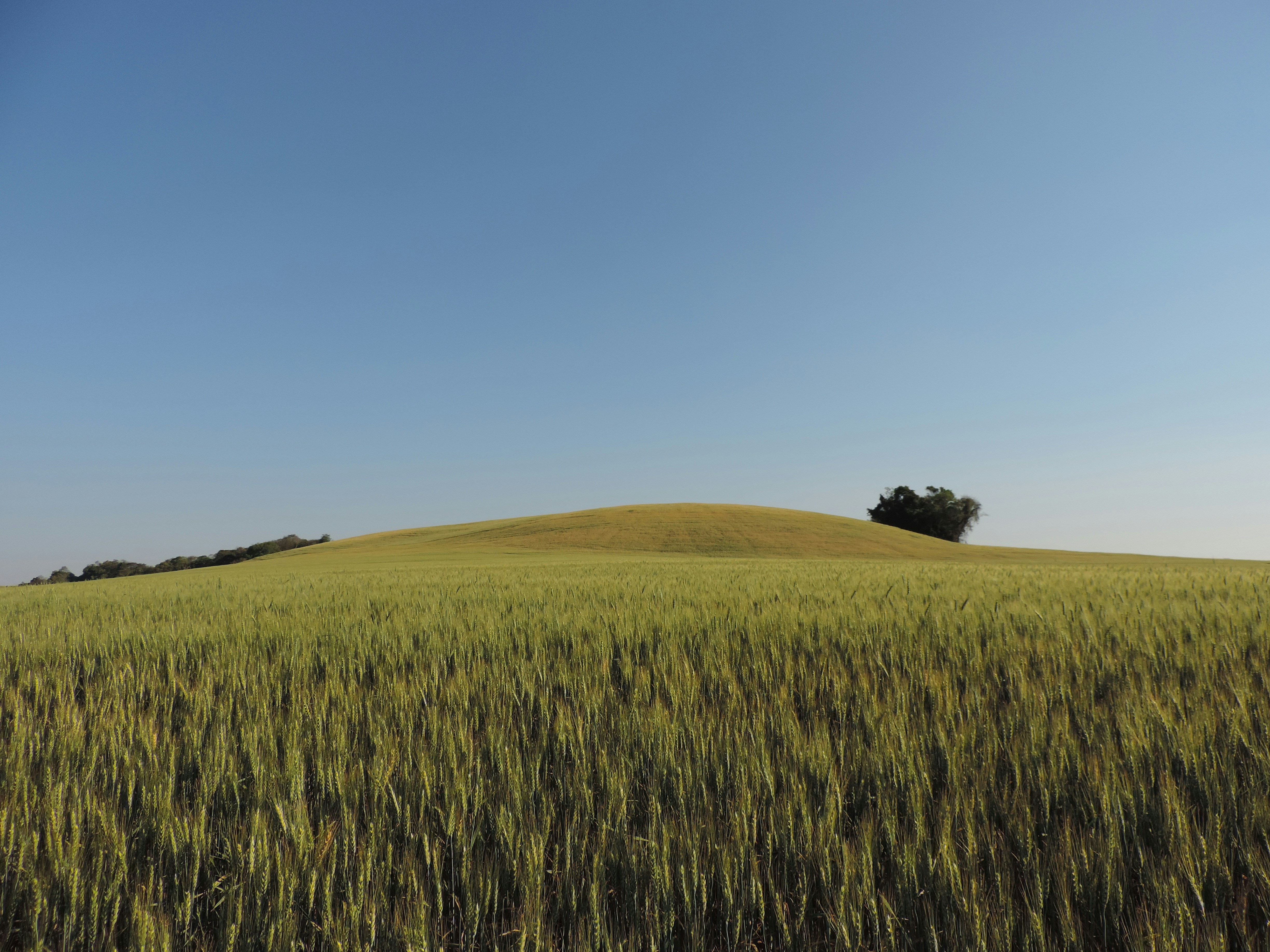 Wheat field under a clear blue sky with a small hill and distant trees.