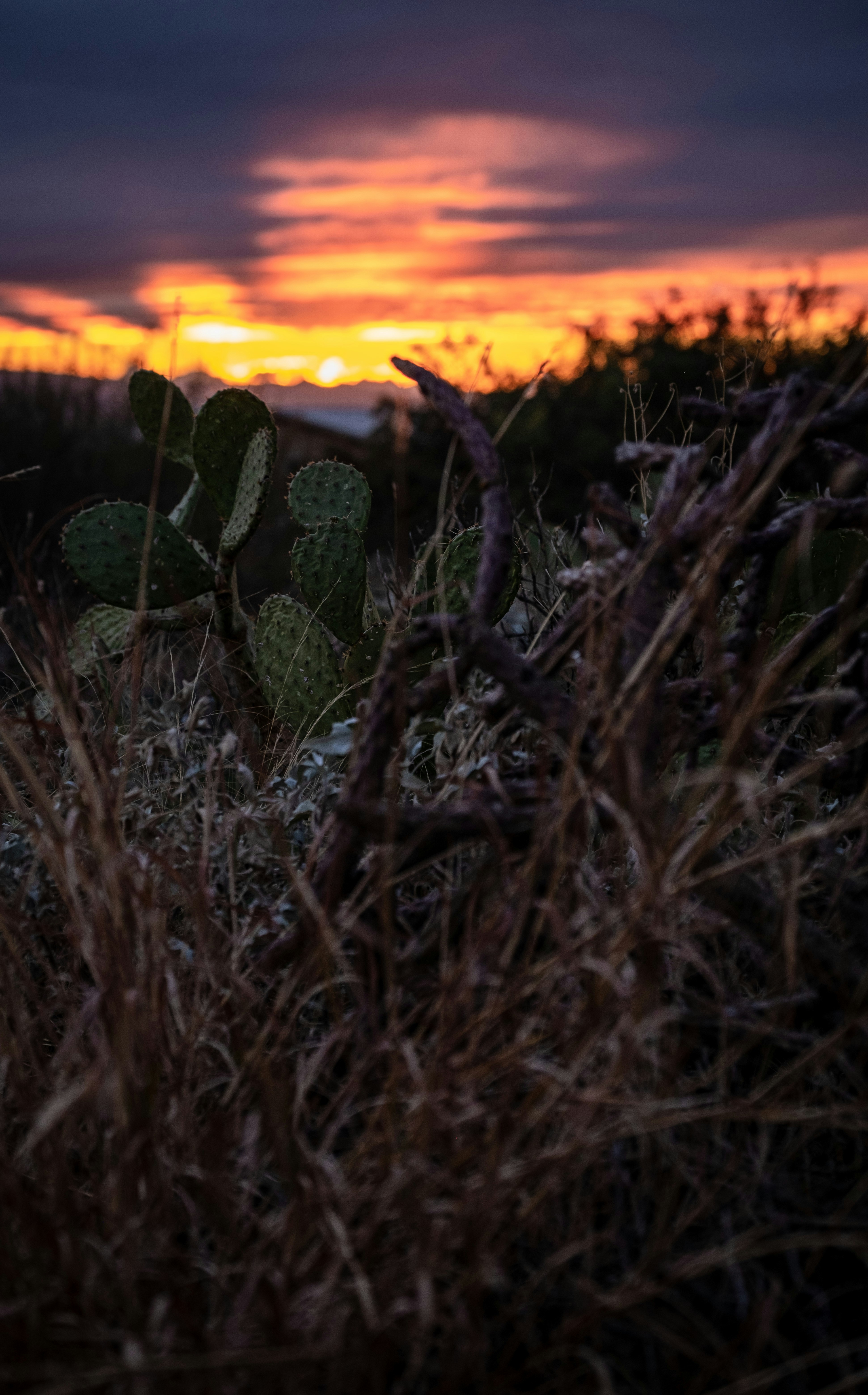 Cactus Sunset Wallpaper