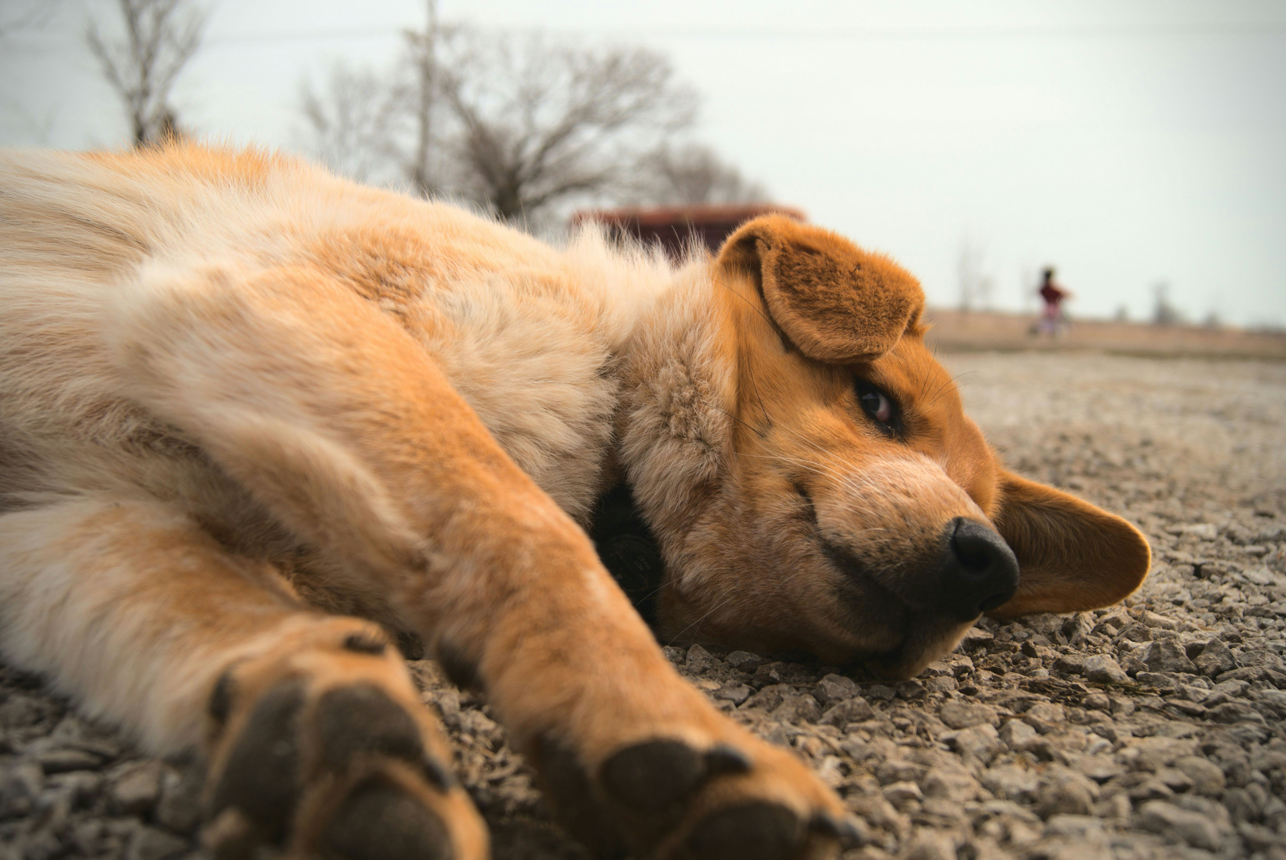 A dog laying on the ground, looking at the camera.