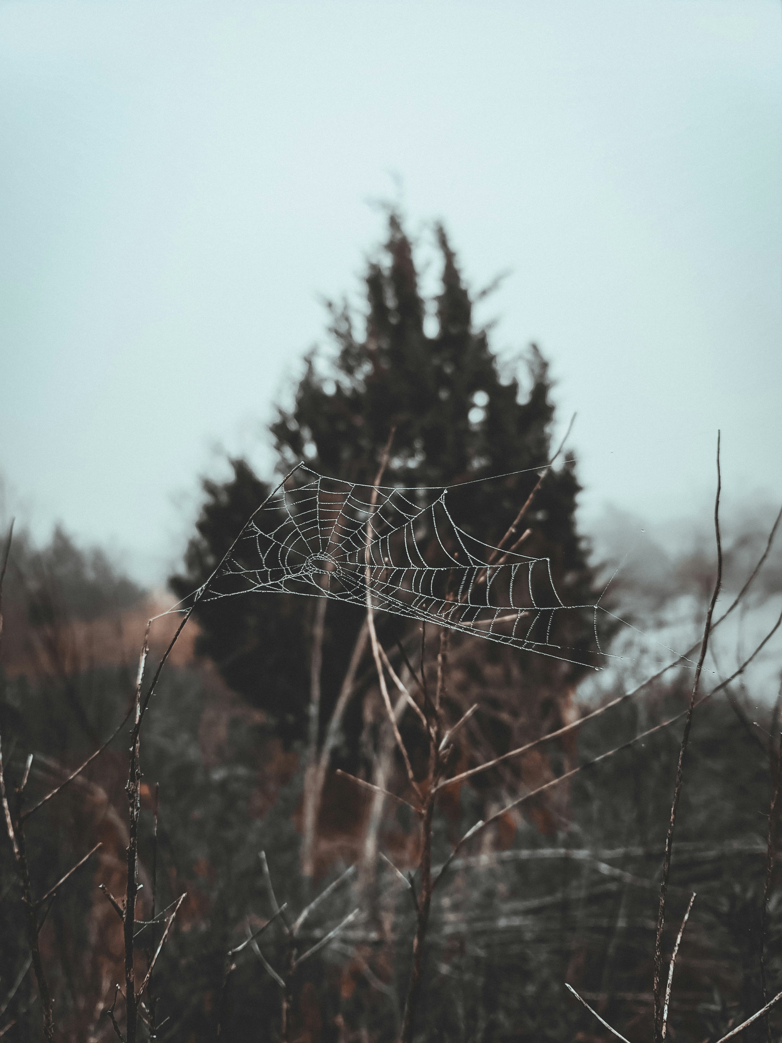 Delicate spider web suspended between withered stems in a muted winter landscape with a distant evergreen blur.